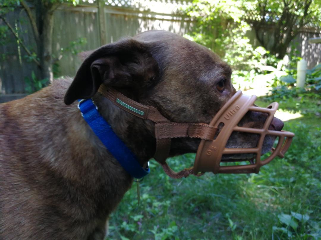 muzzle fit | Scrolller