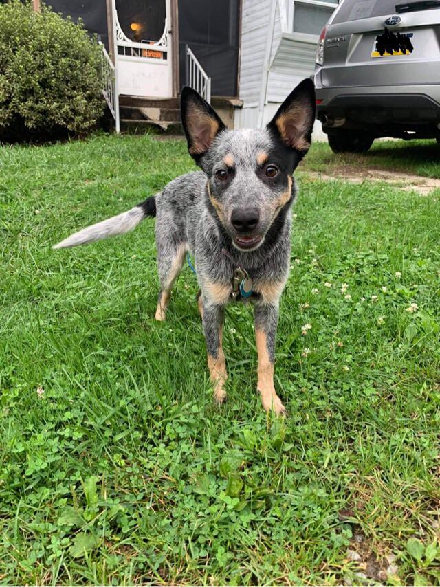 My 5 month Cattledog | Scrolller