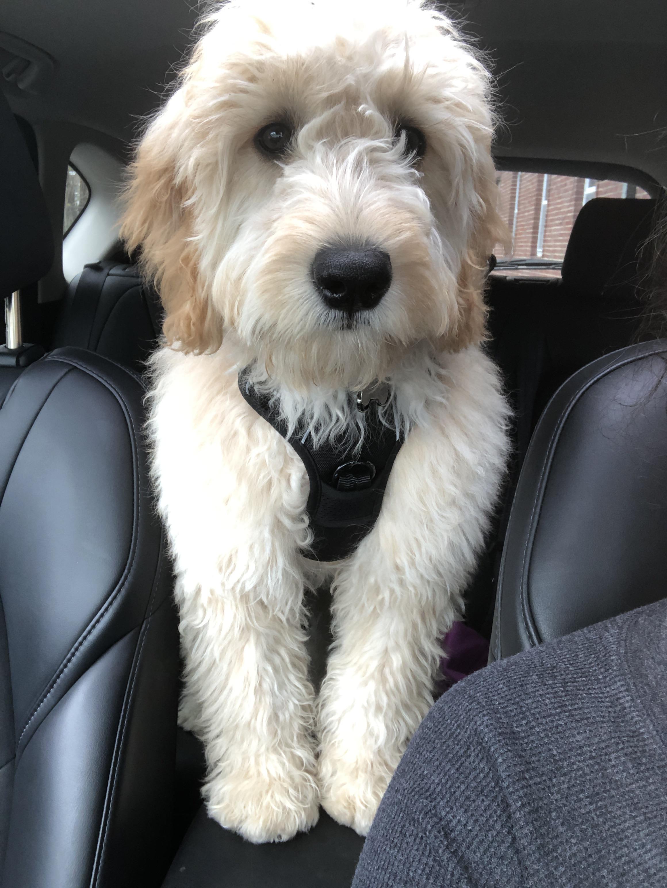 My 5 month old Mini Goldendoodle, Beau! | Scrolller