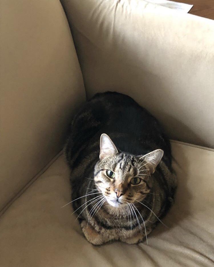 My 5 year old chonker being very polite. | Scrolller