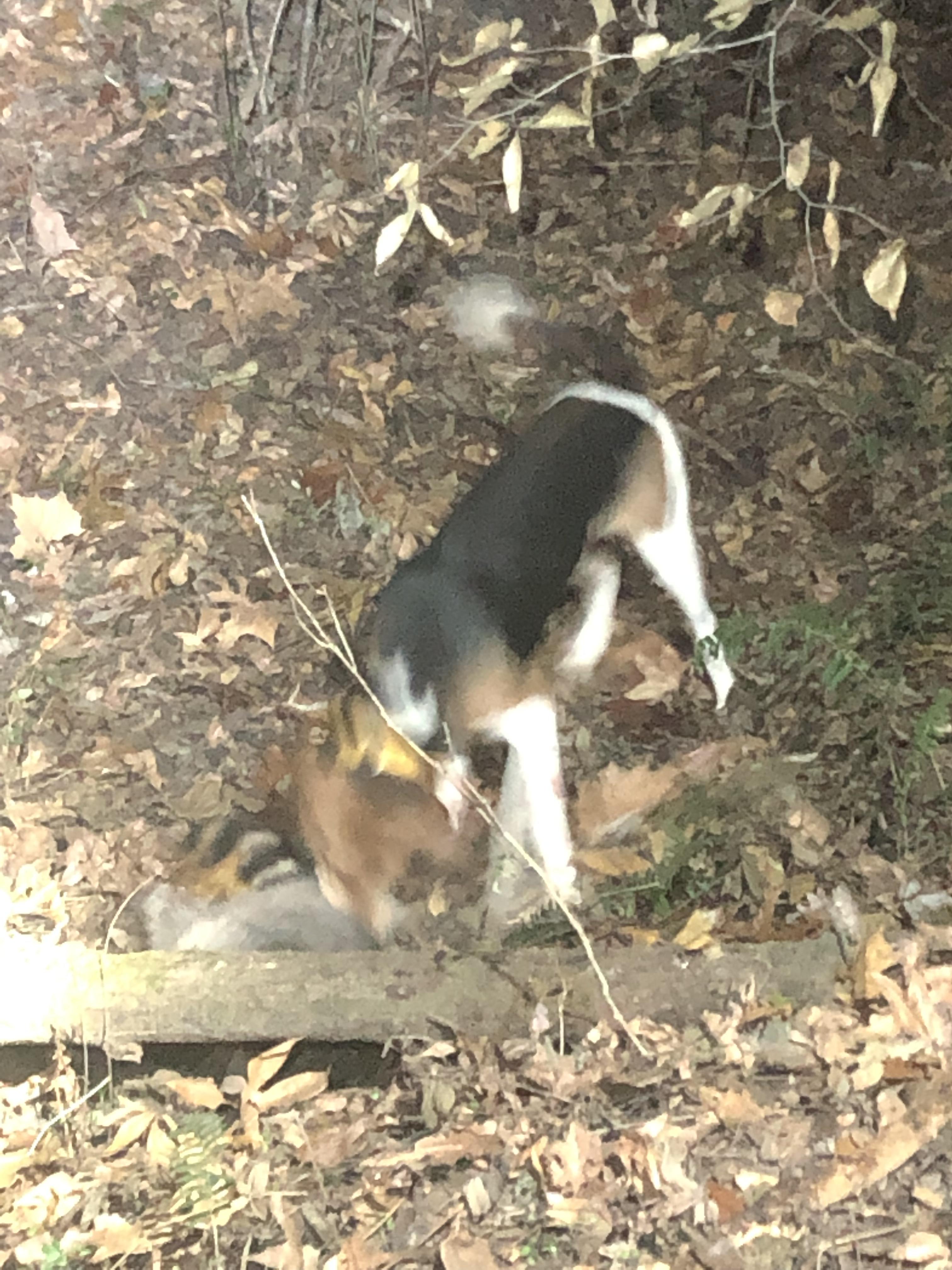 My 6 month olds first coon | Scrolller