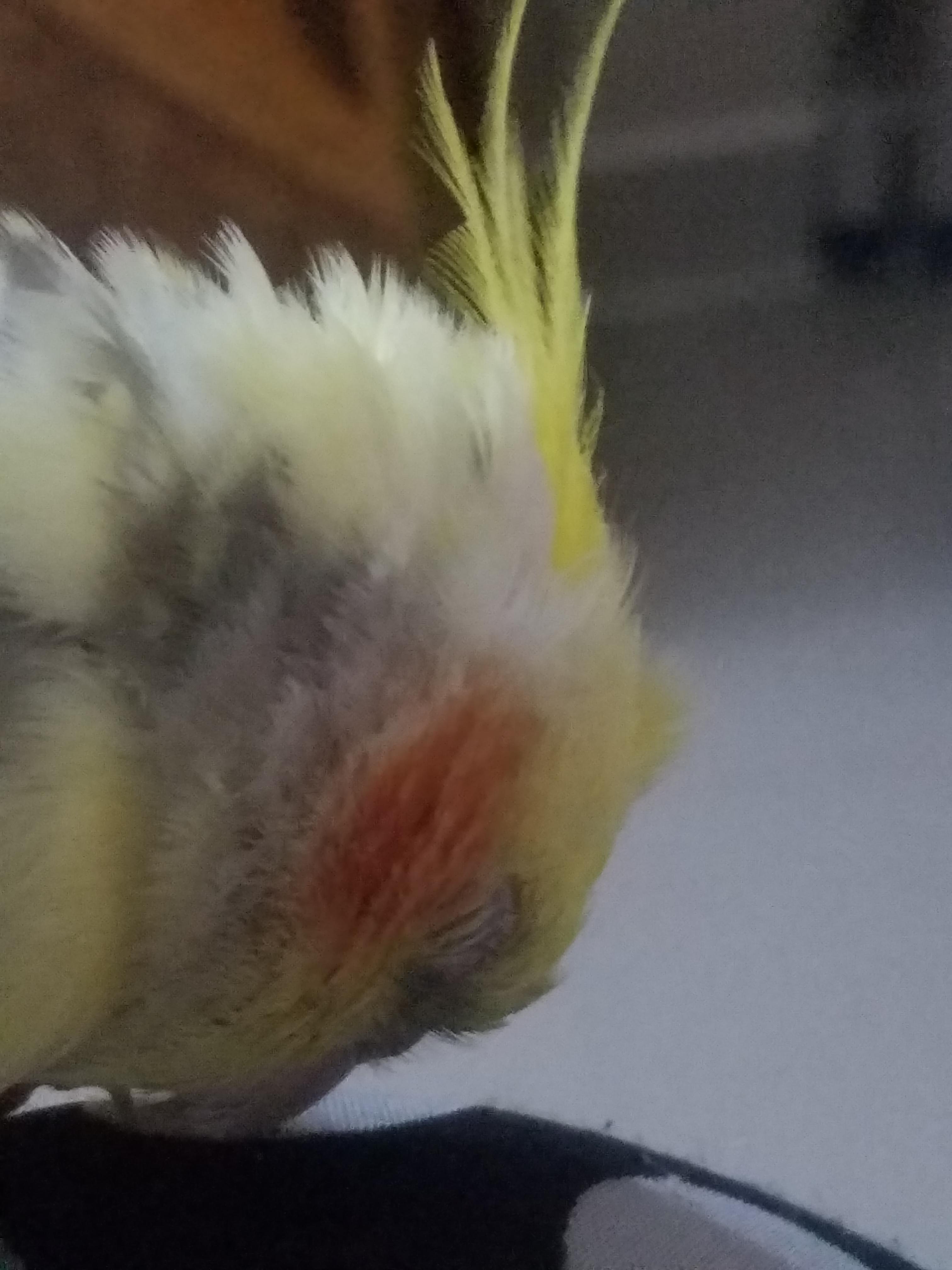 MY ADORBLE BIRB!~~ | Scrolller