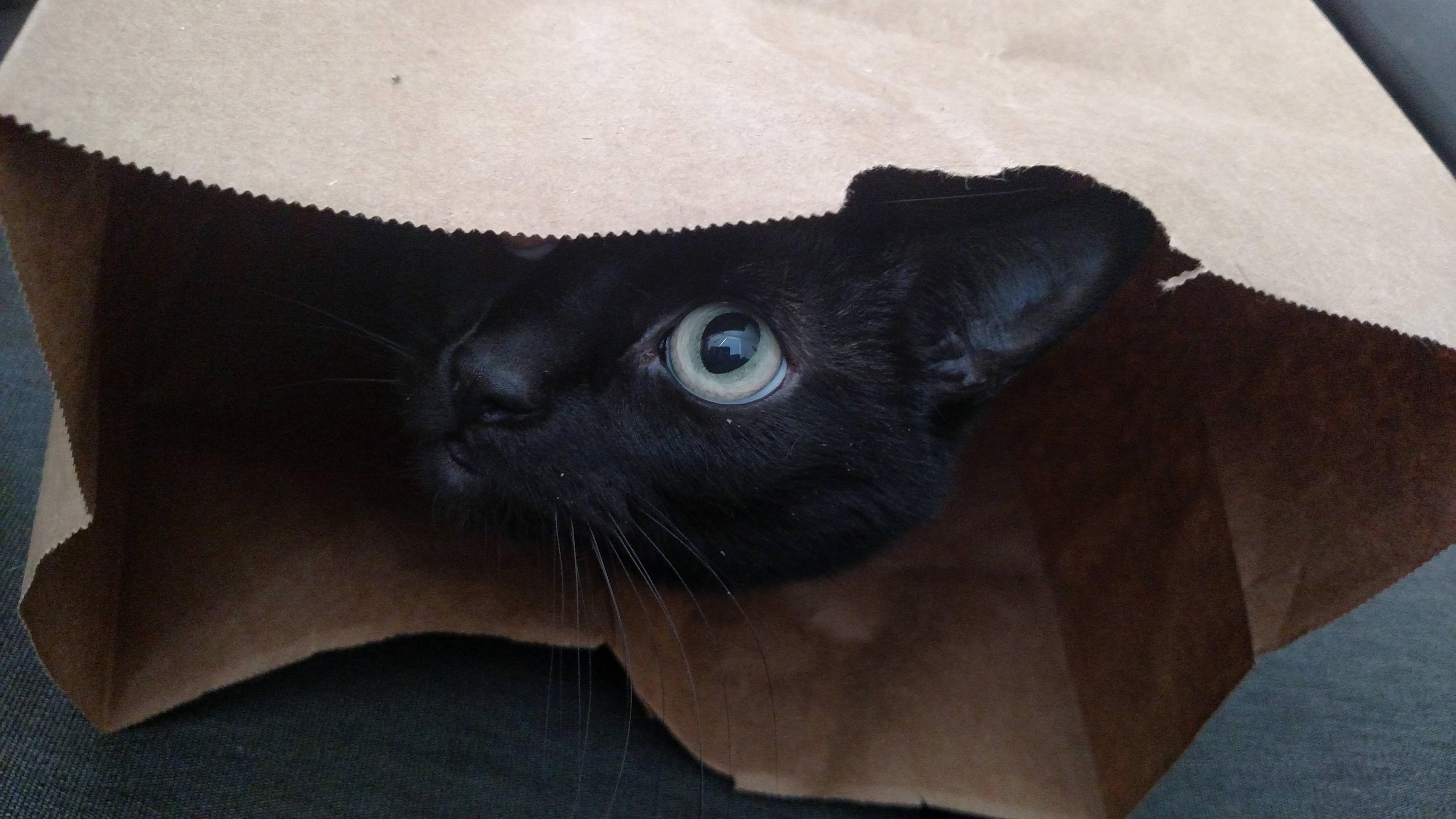 My adowable cat prefers bags to boxes | Scrolller