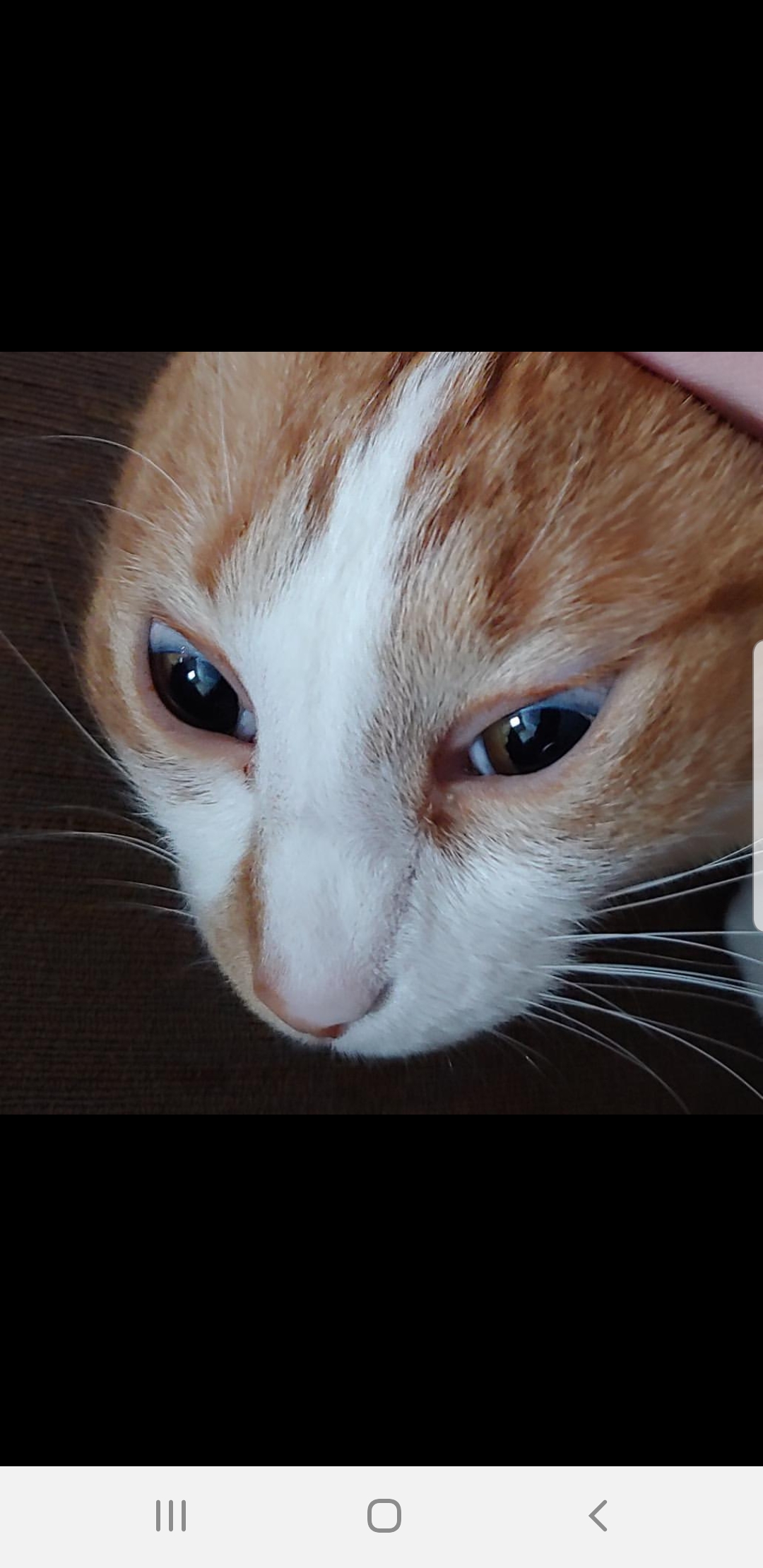 My alien cat | Scrolller