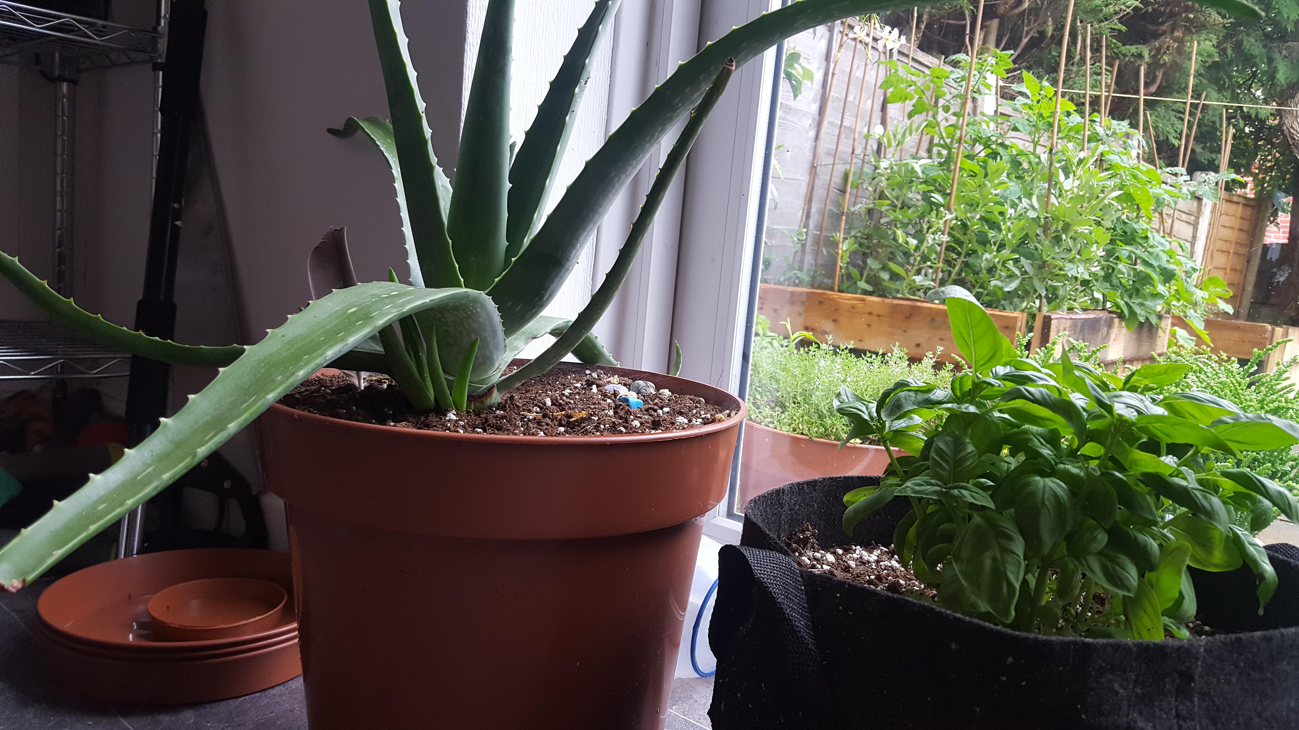 My aloe vera's beautiful pups 😍 | Scrolller
