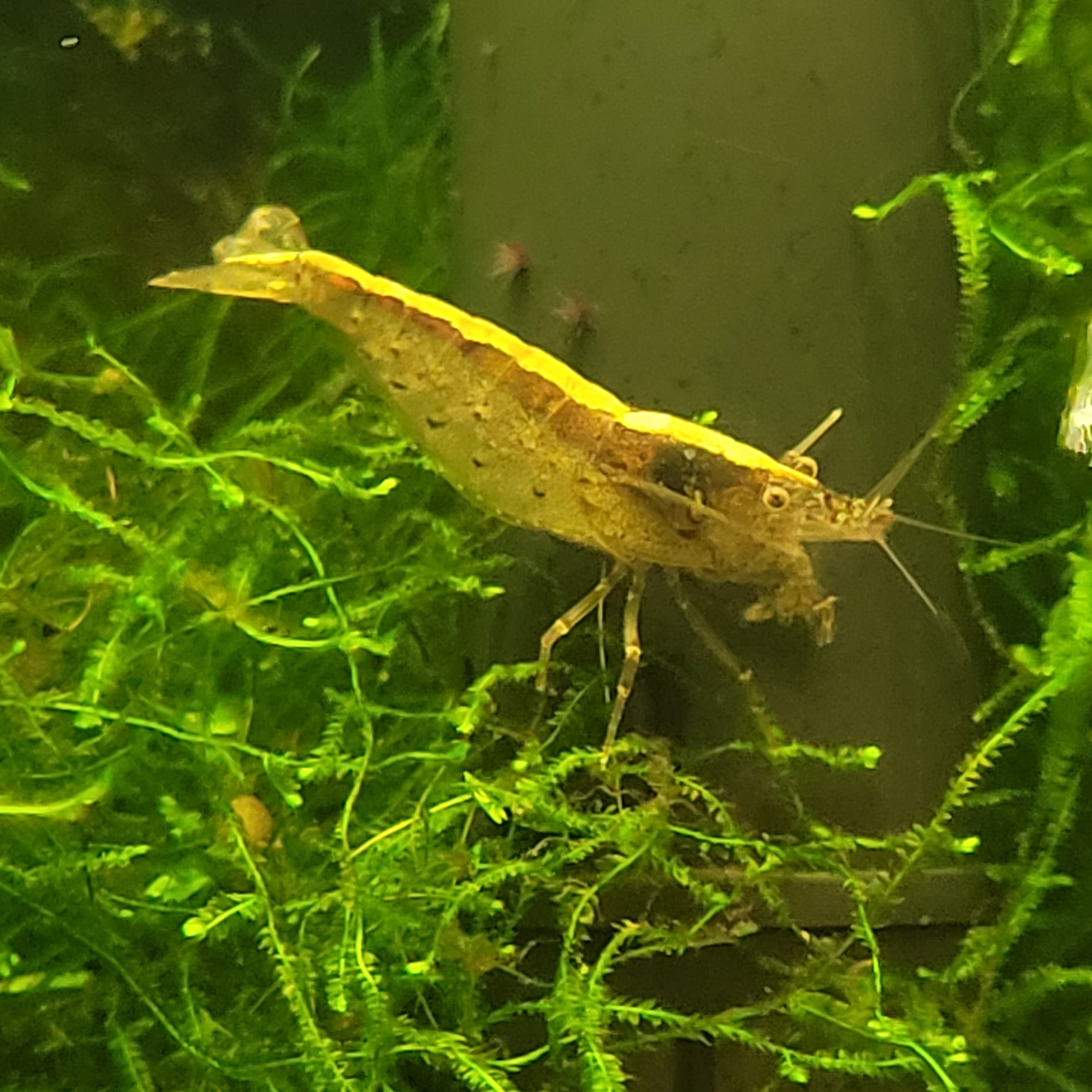 My Amano shrimp | Scrolller