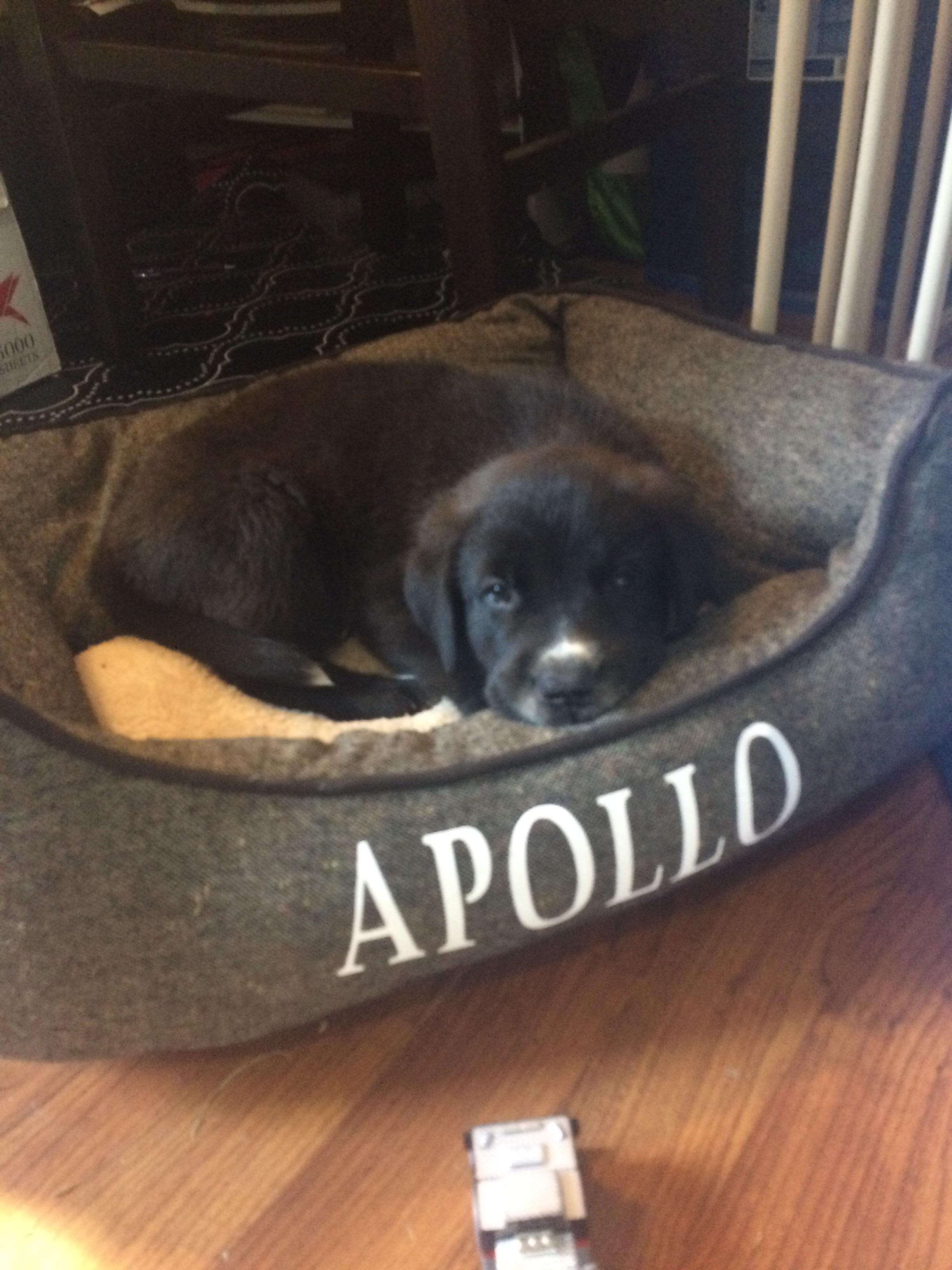 My Amazing pupper ☺️ | Scrolller