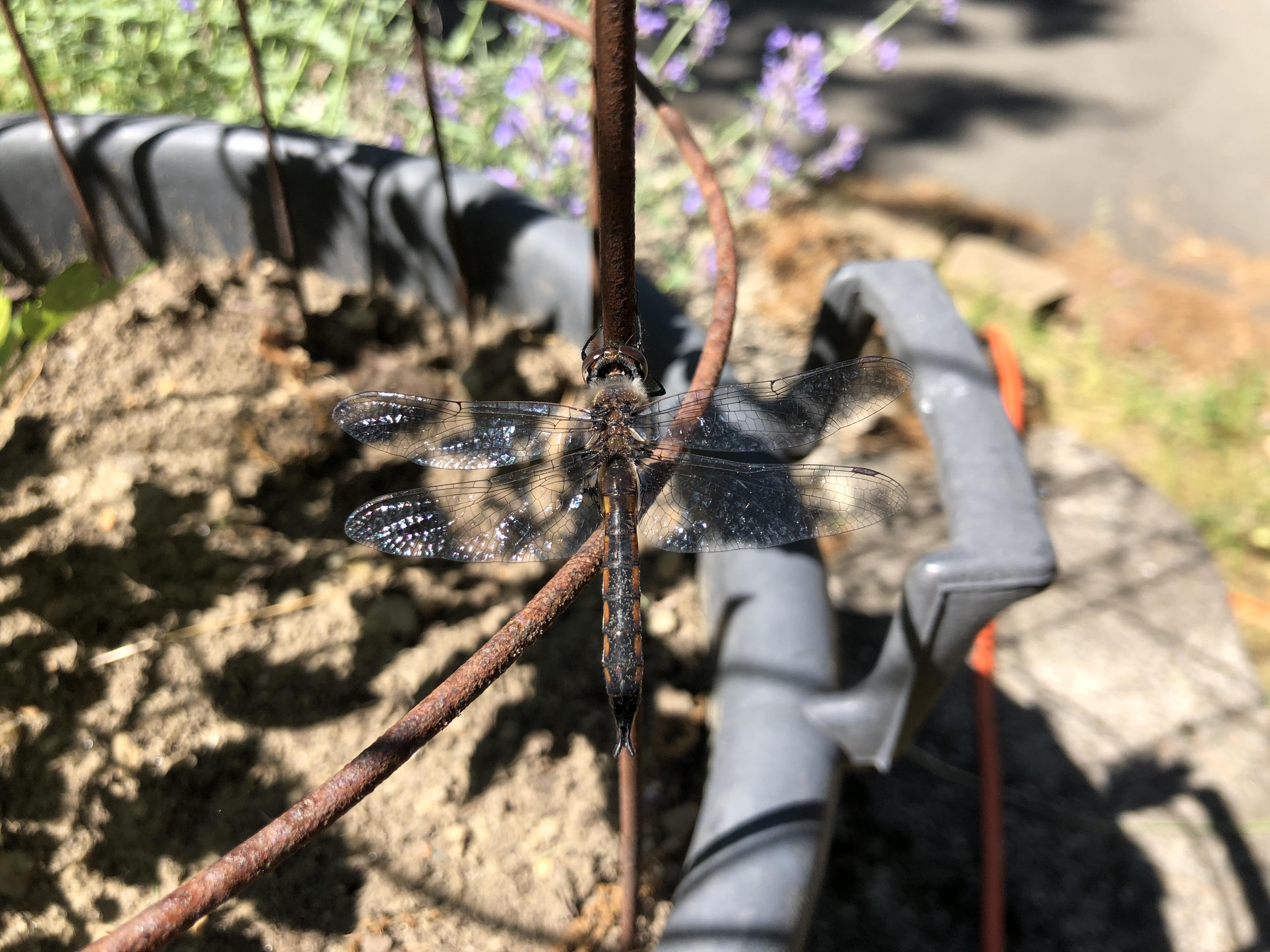 My assistant ... | Scrolller