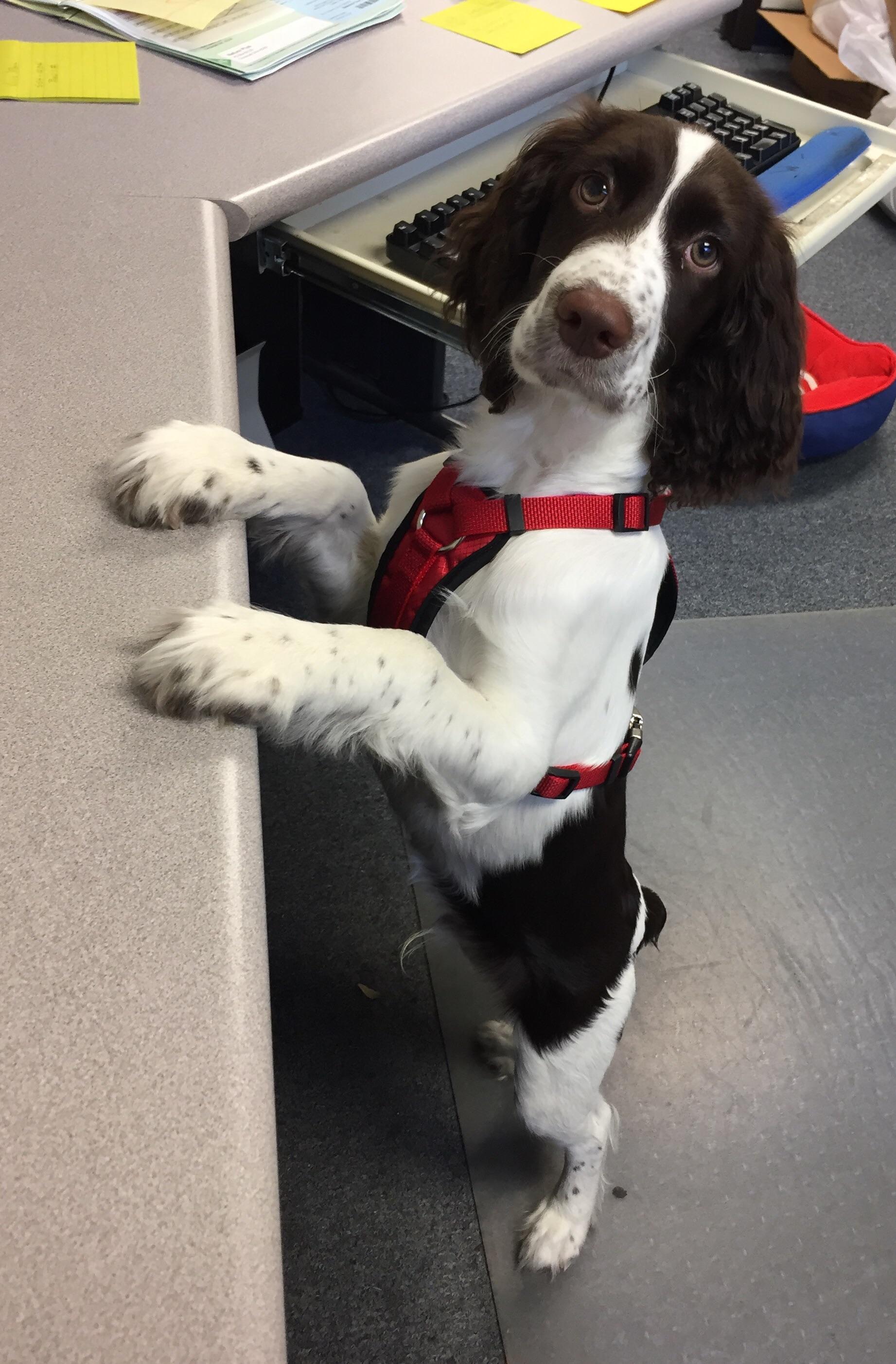 My assistant | Scrolller