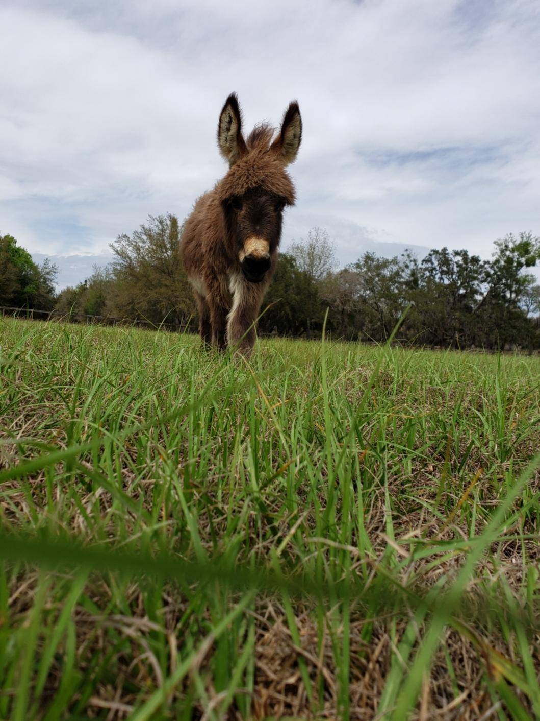 My baby mini donkey | Scrolller