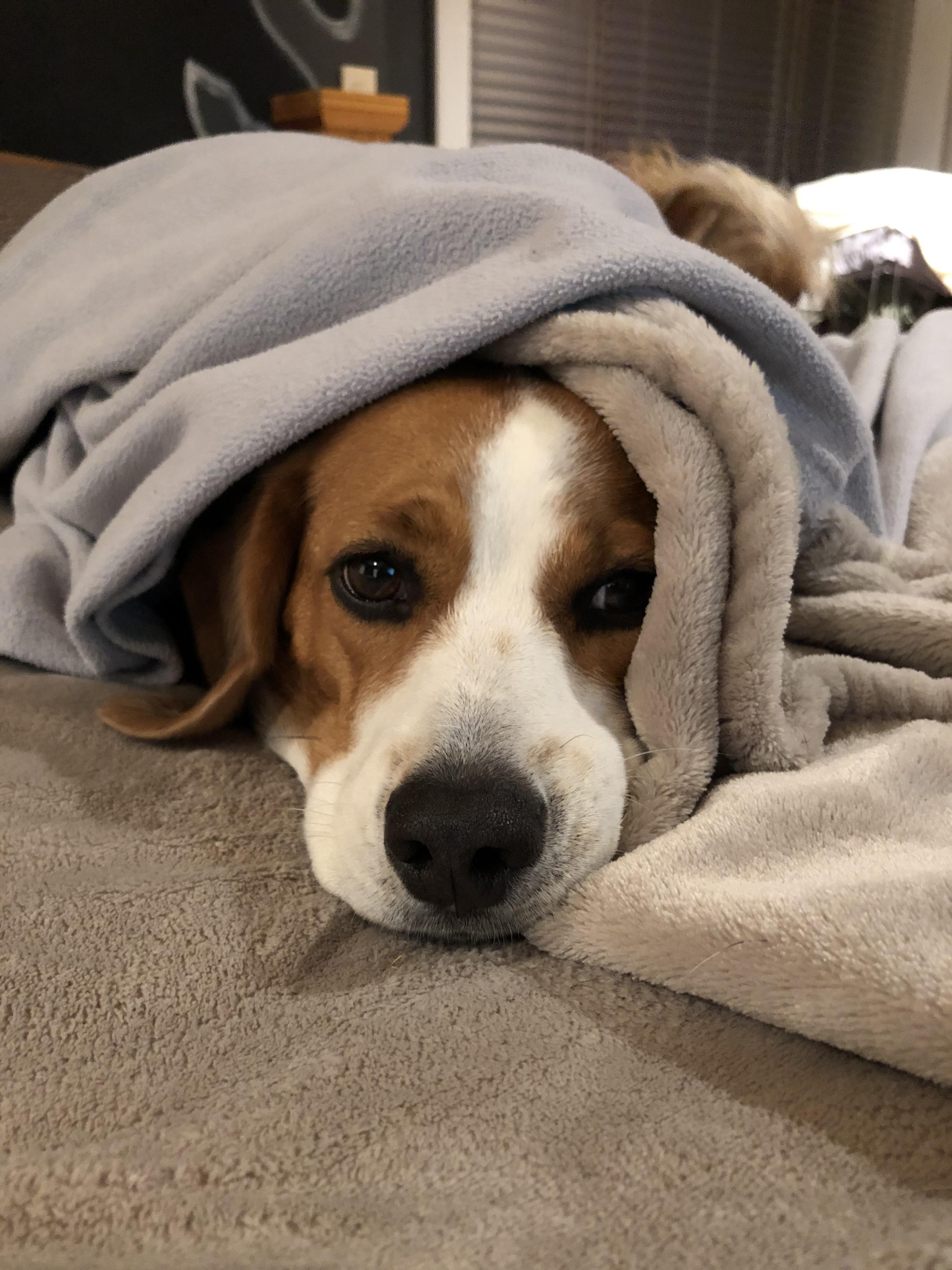 My Beagle. Her name is Kevin :D | Scrolller