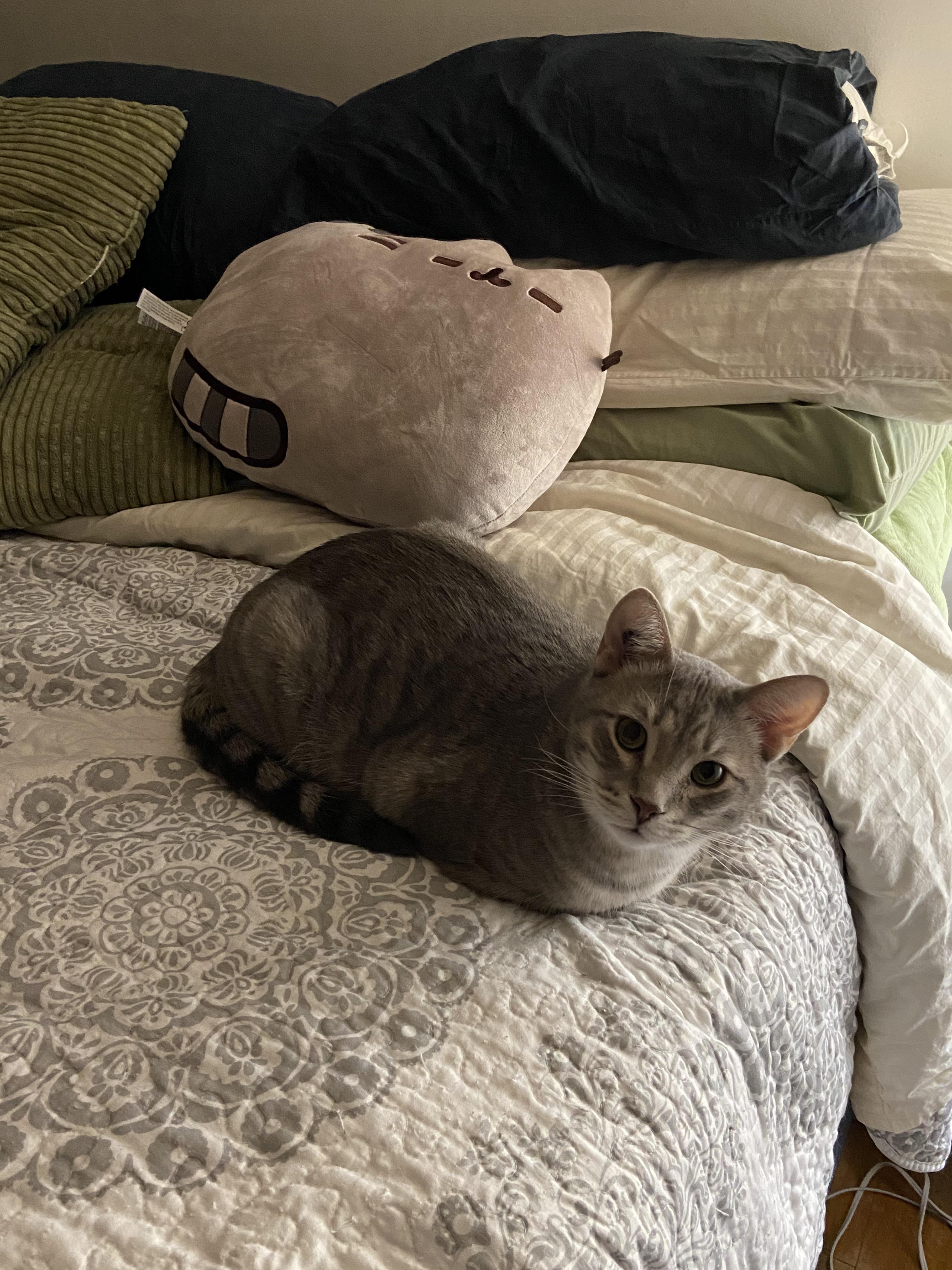 My Bean loaf matching the Pusheen loaf. Life imitating art? | Scrolller