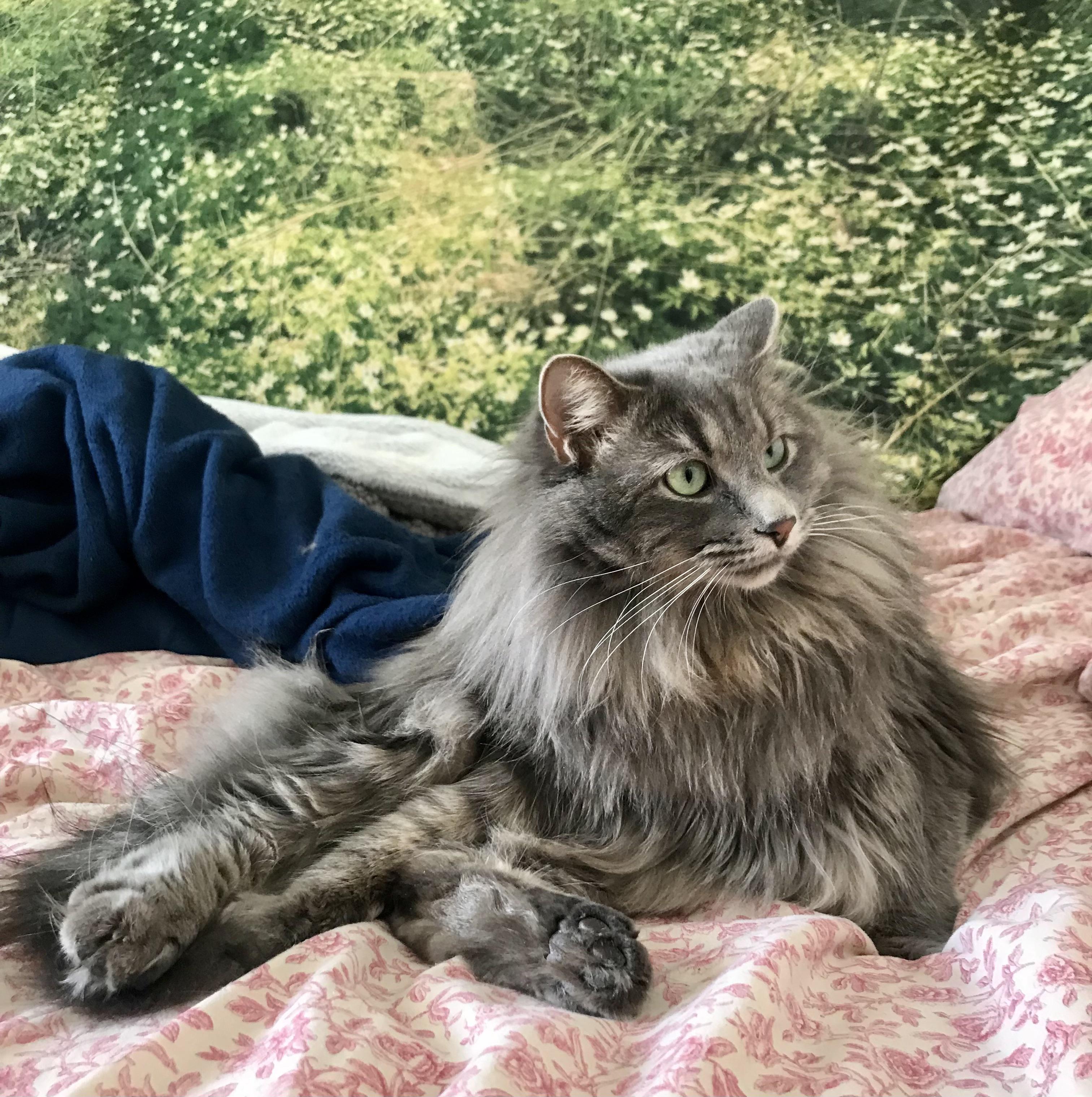 My beautiful angel floof 😇 | Scrolller