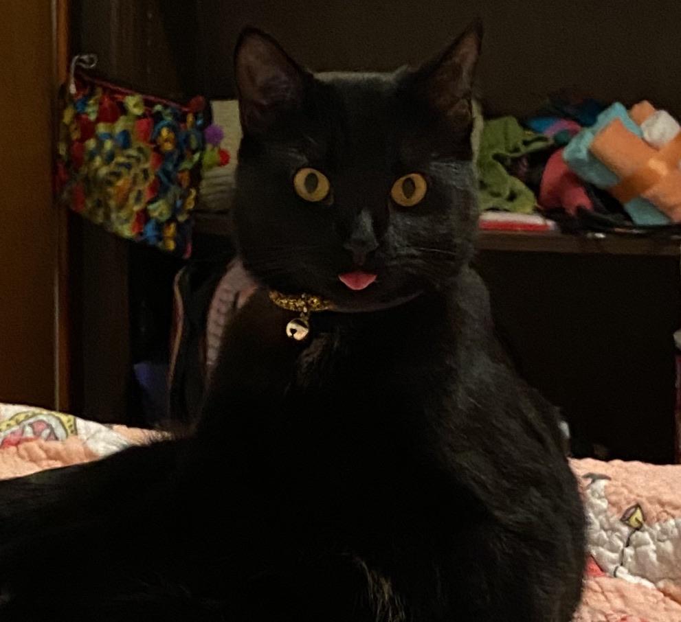 My beautiful derpy girl | Scrolller