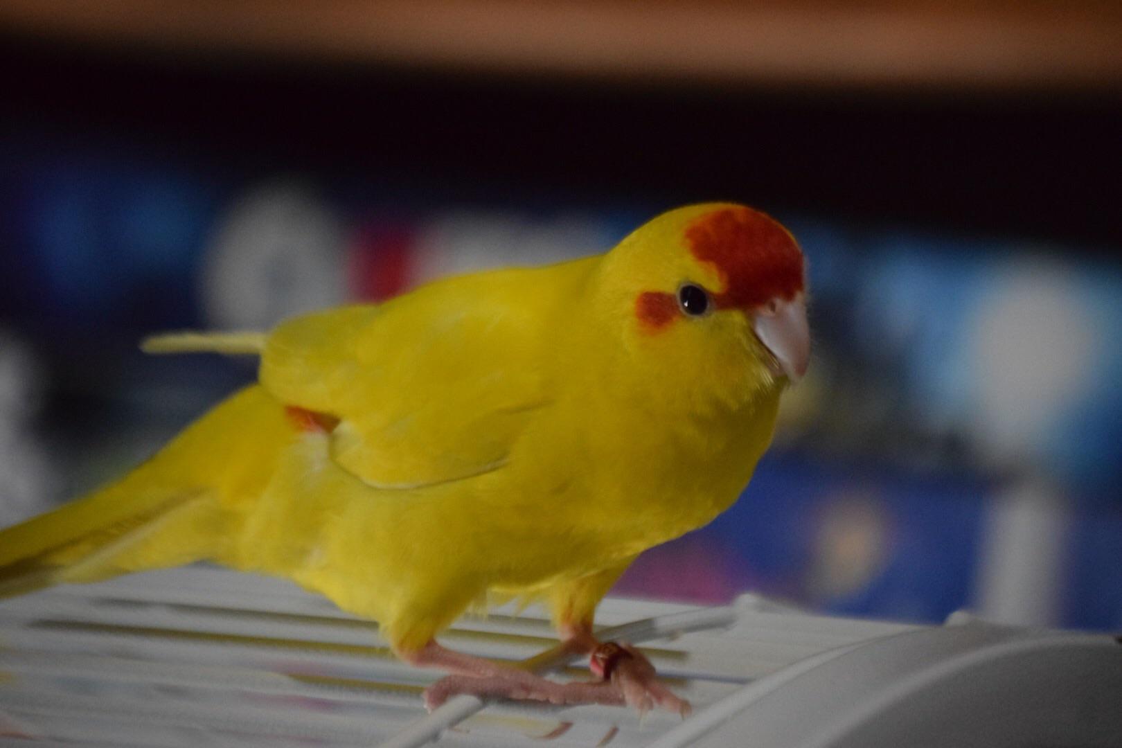 My Beautiful Gorl Scrolller