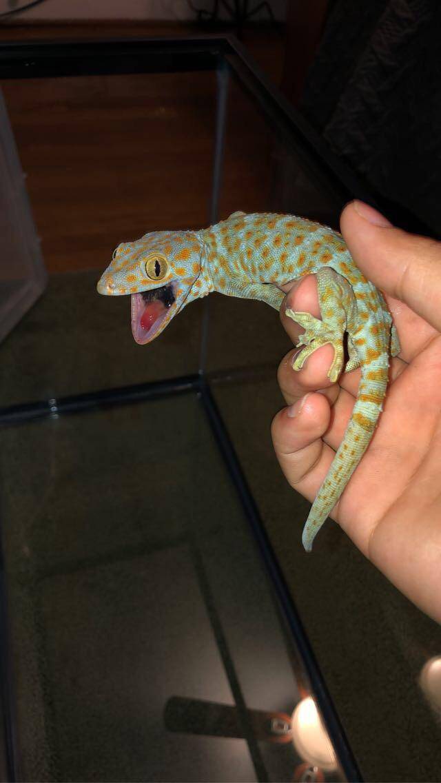 My beautiful tokay gecko 🦎 | Scrolller