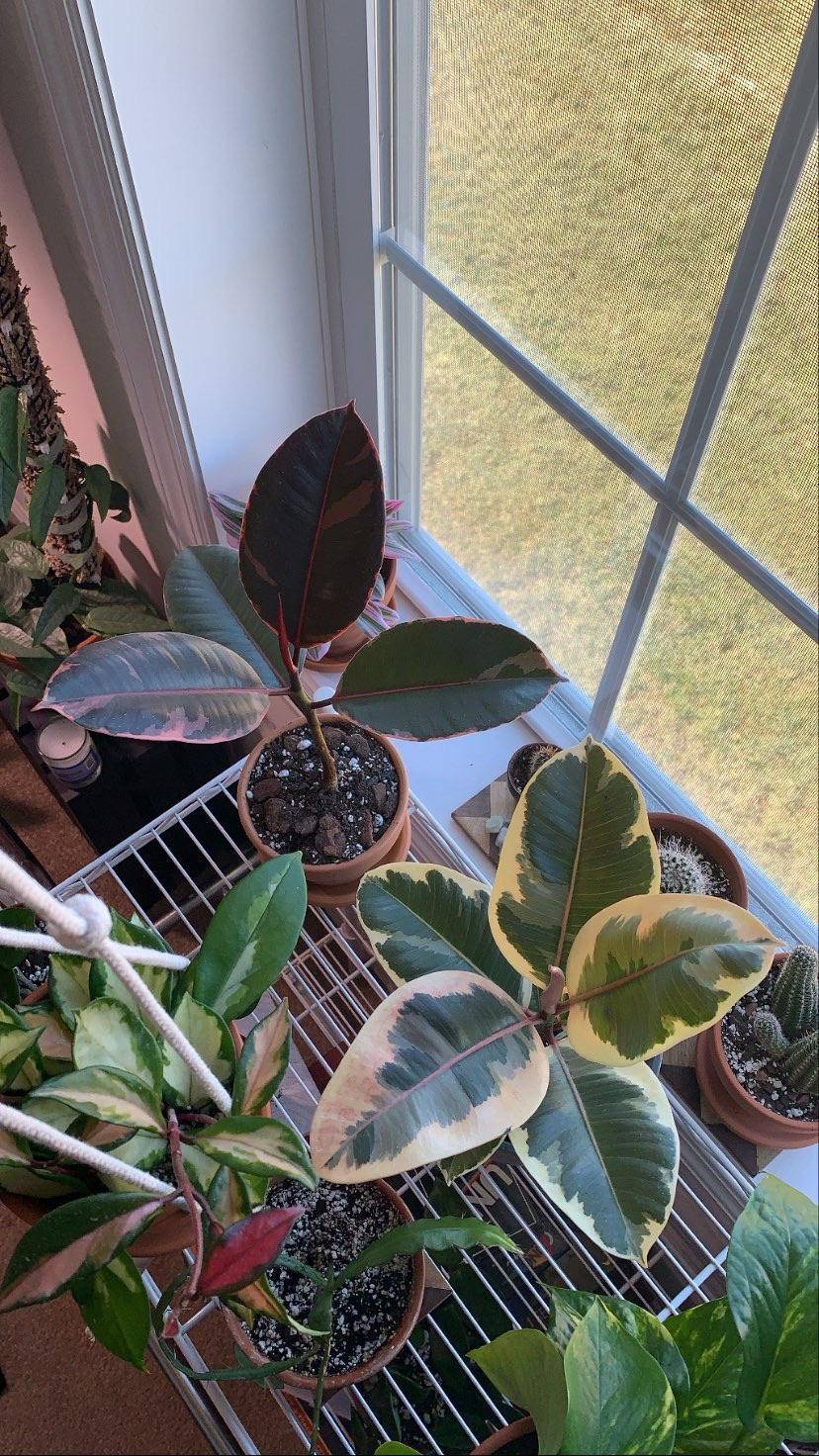 my bedroom window | Scrolller