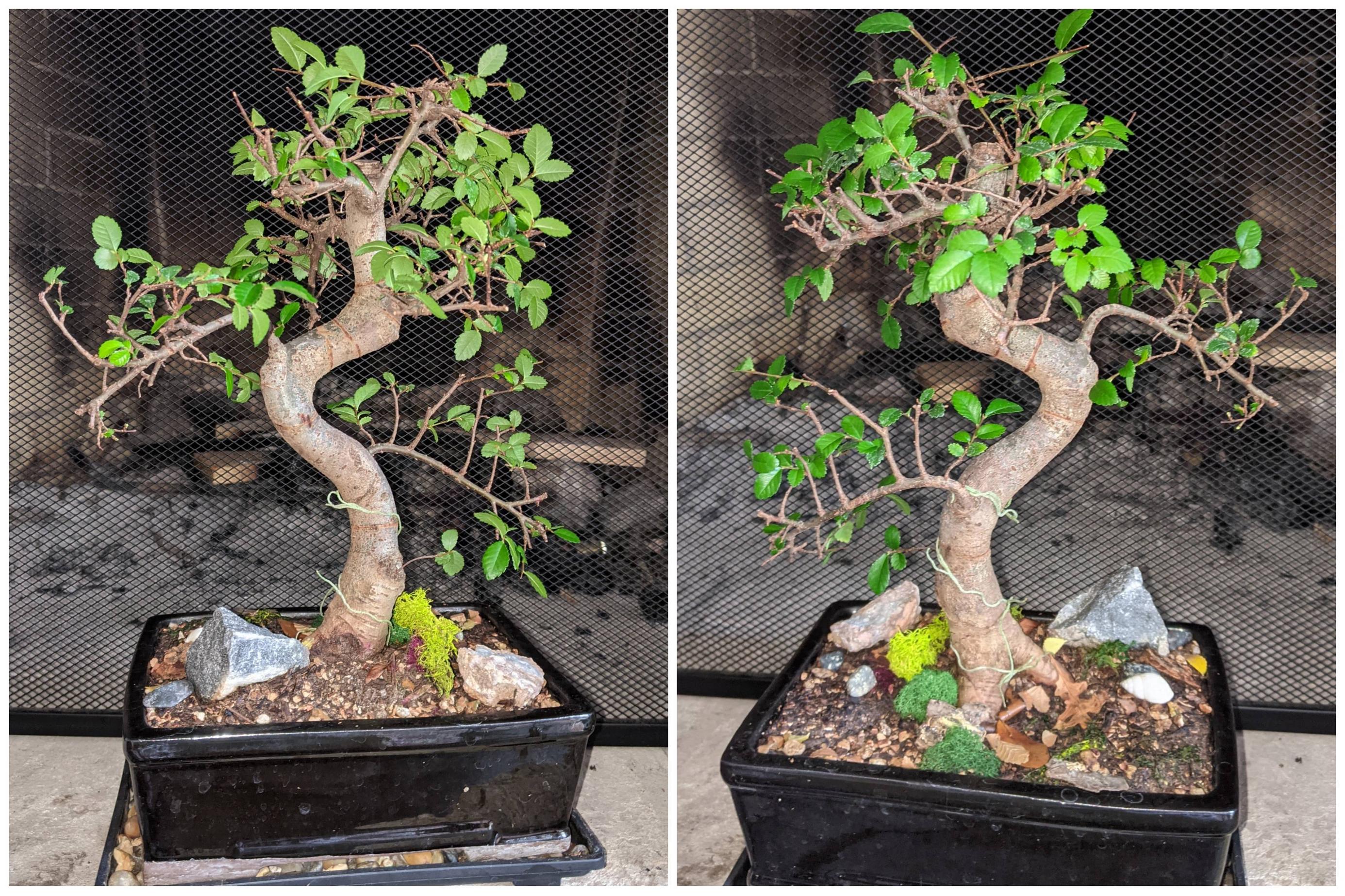 My beloved bonsai Chinese Elm | Scrolller
