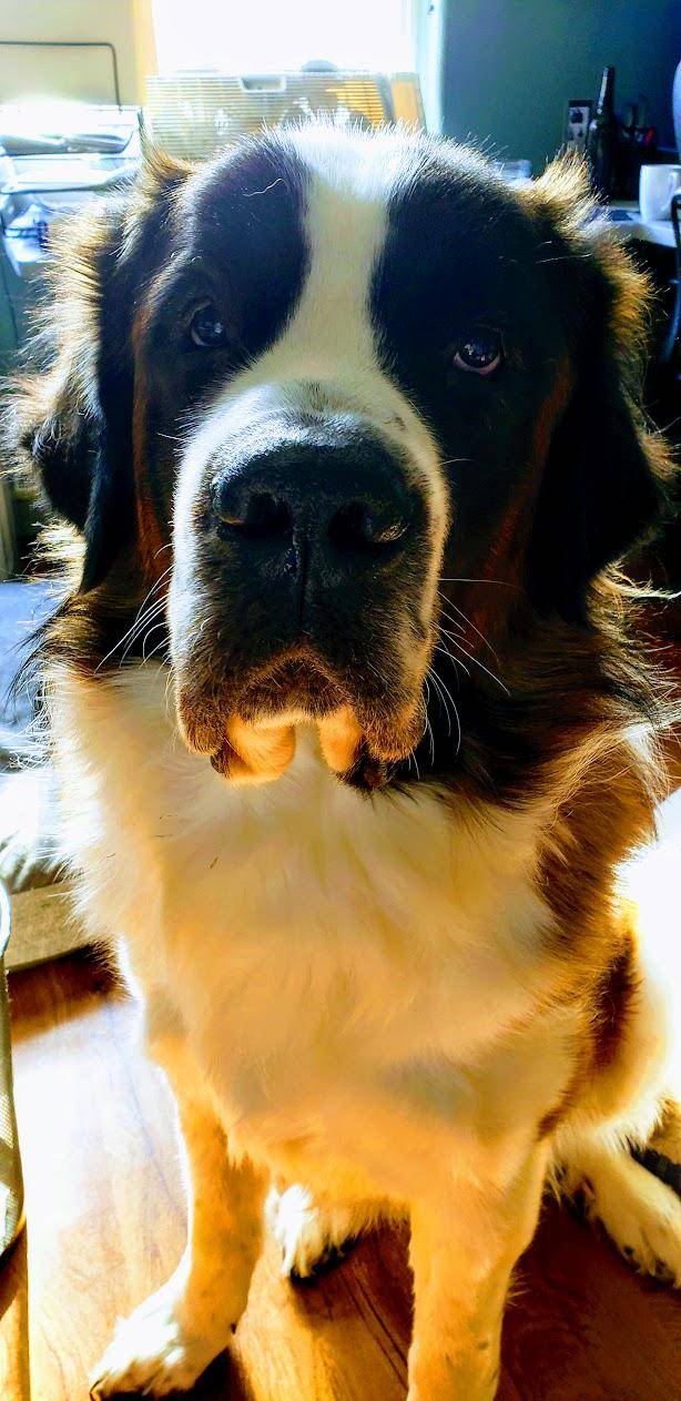 My Best Bud Samson AKA Samsquatch | Scrolller