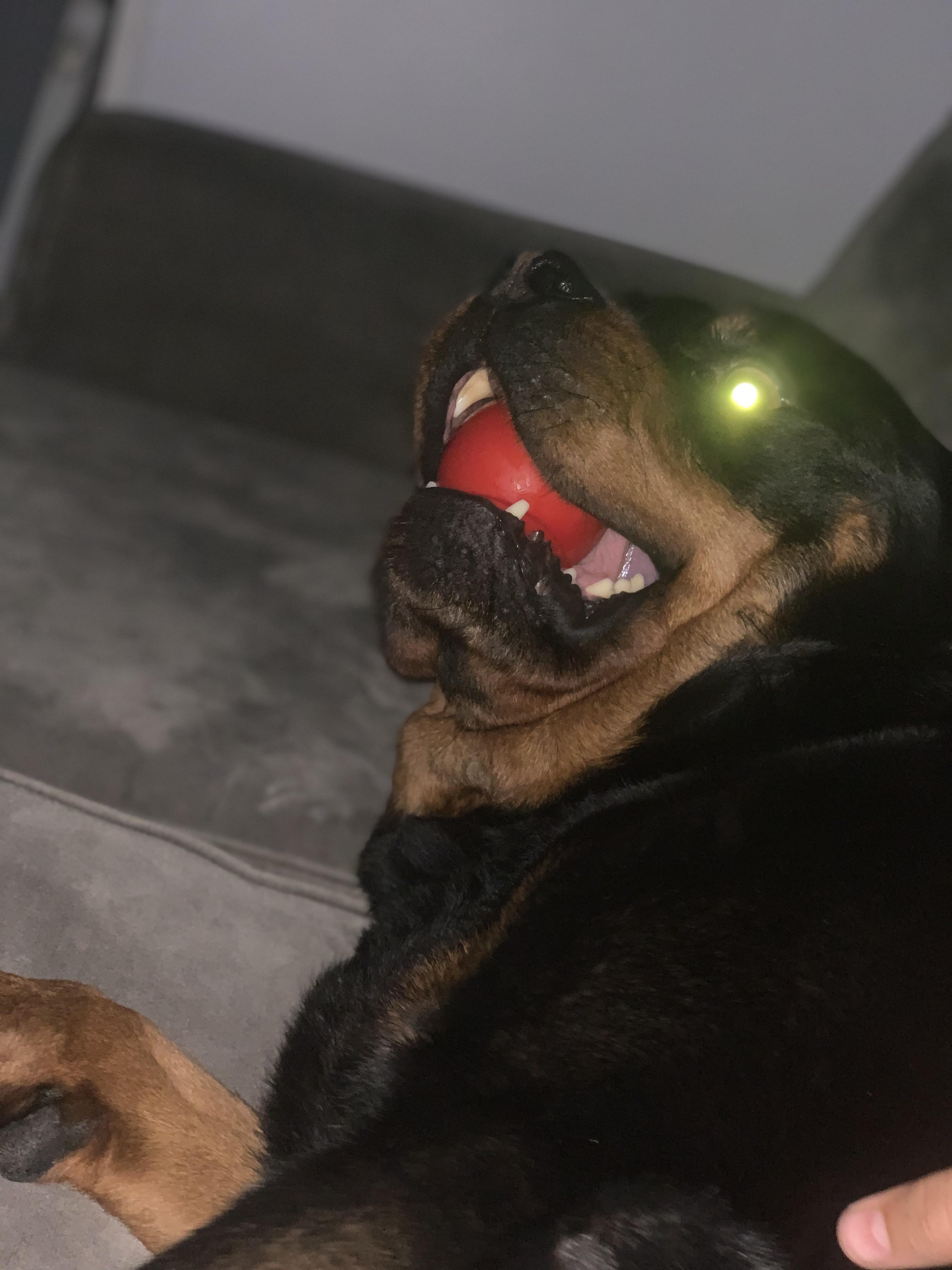 My big boy is very confused | Scrolller