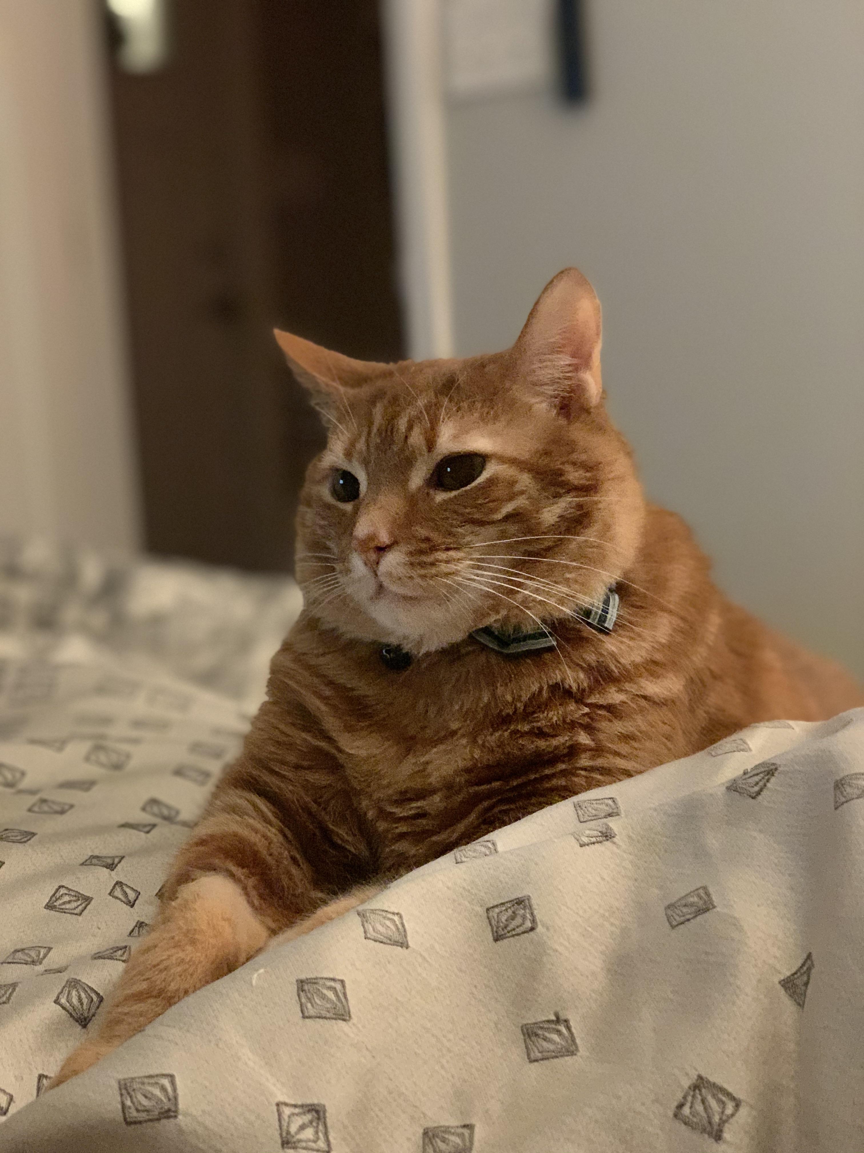 My peanut boi, Louie | Scrolller