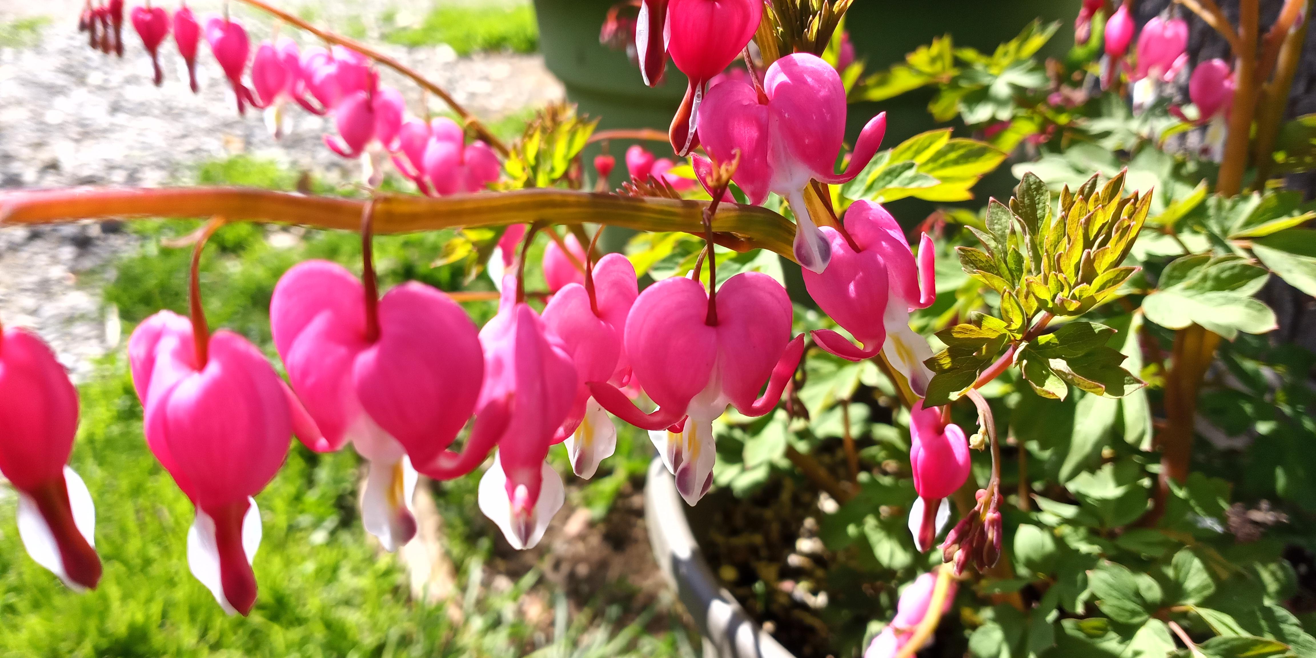 My bleeding hearts | Scrolller