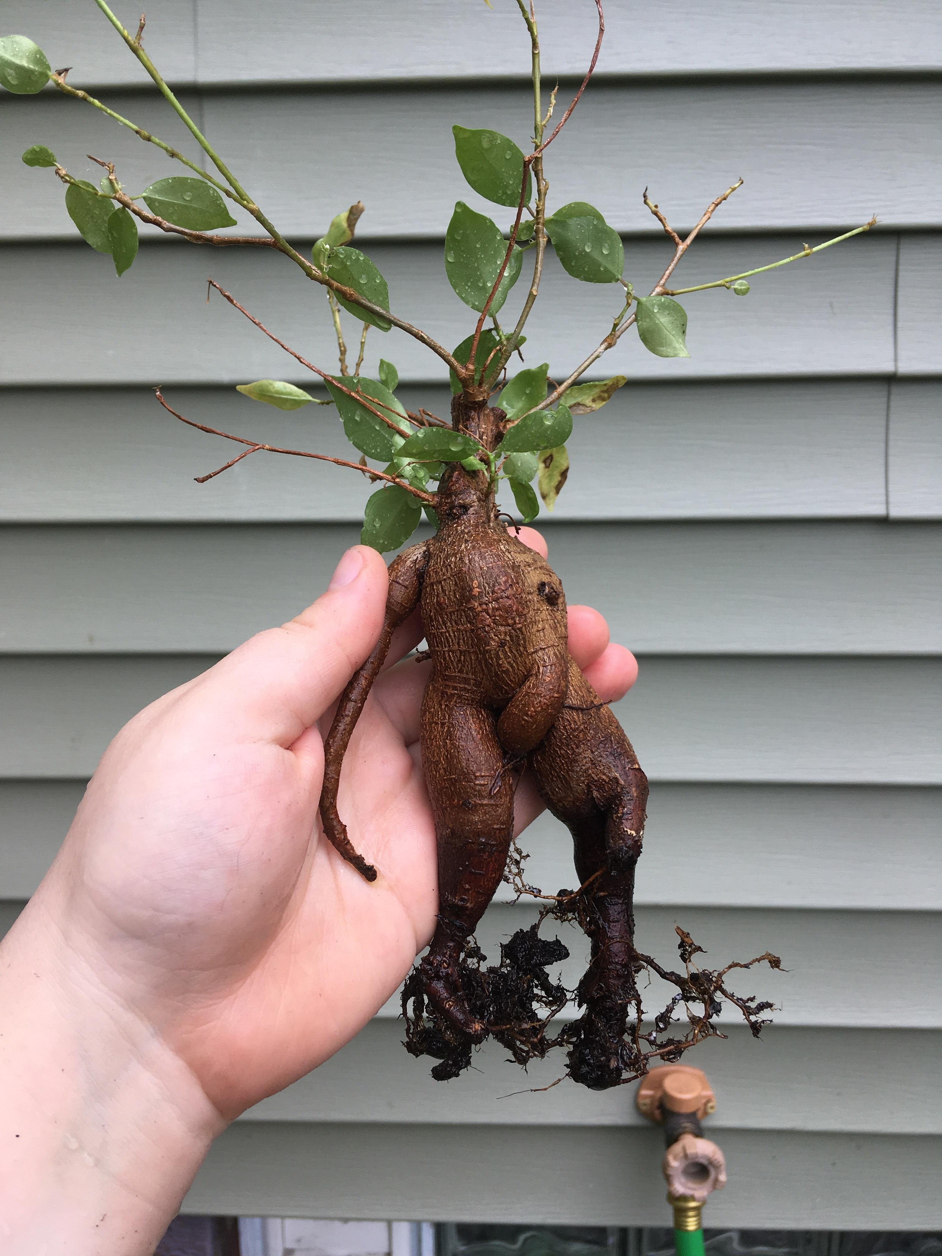 My bonsai looks like it’s groping itself | Scrolller