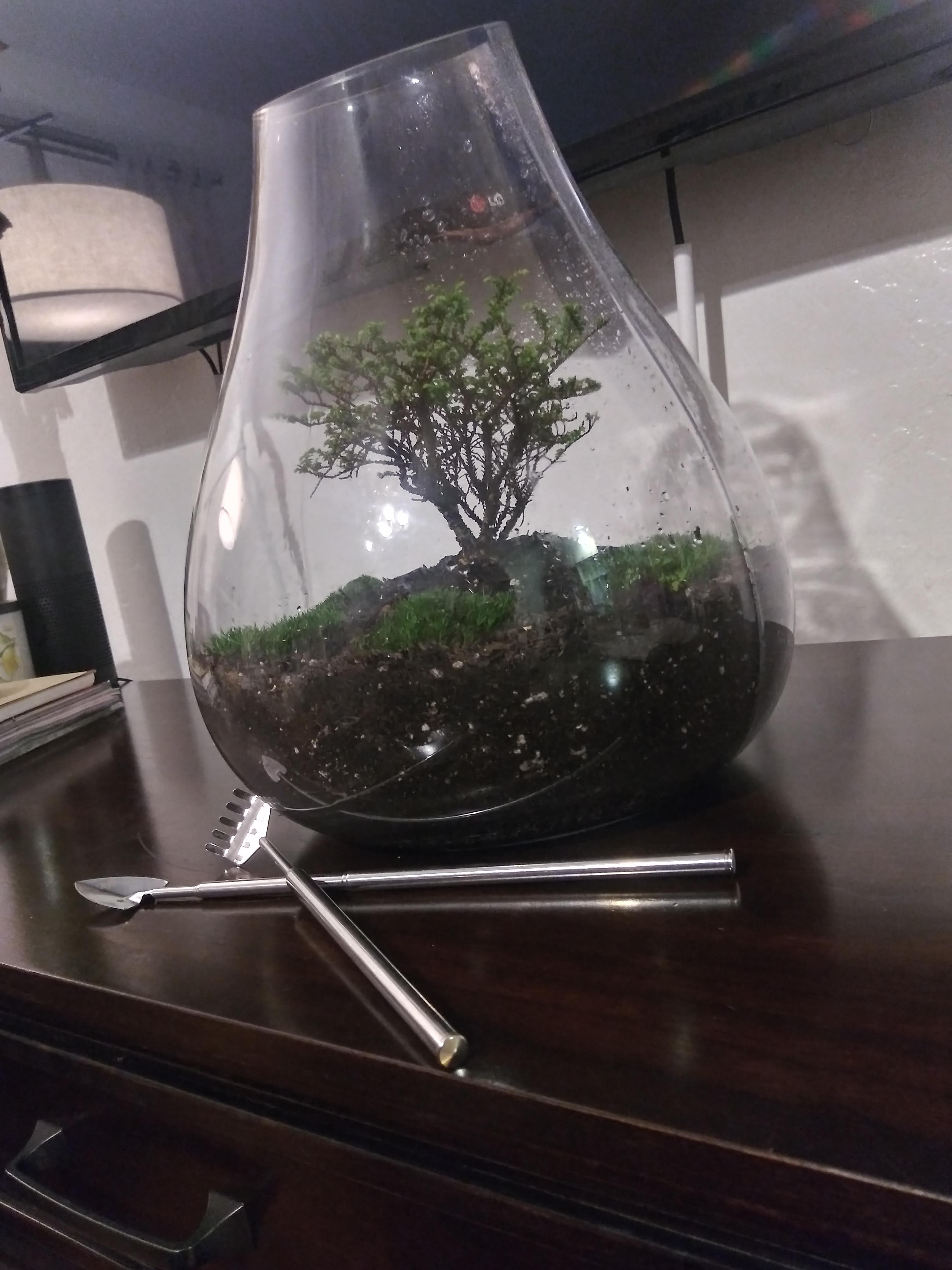 My bonsai terrarium, its surrounded by irish moss | Scrolller