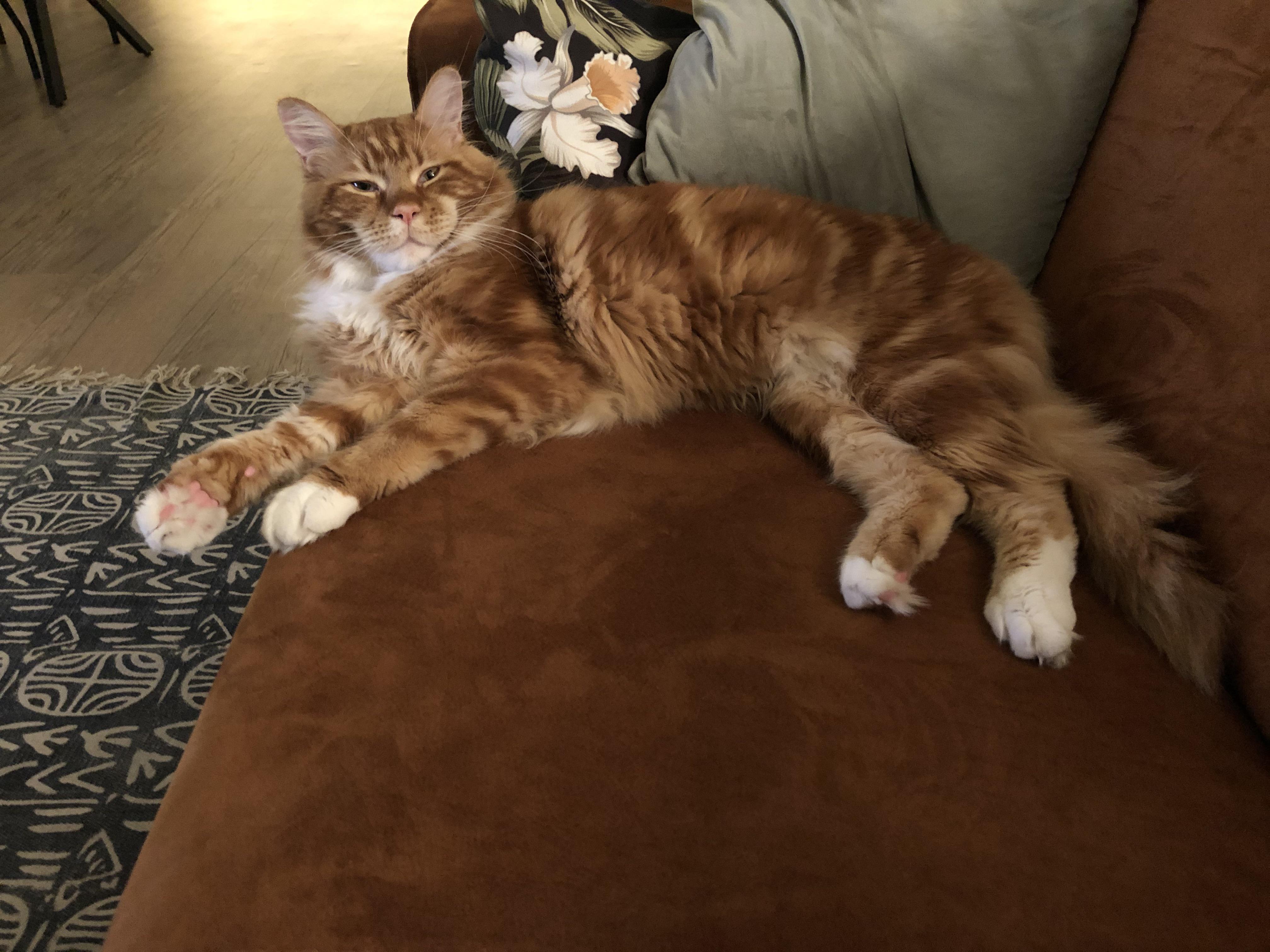 My boy Juno just chilling. | Scrolller