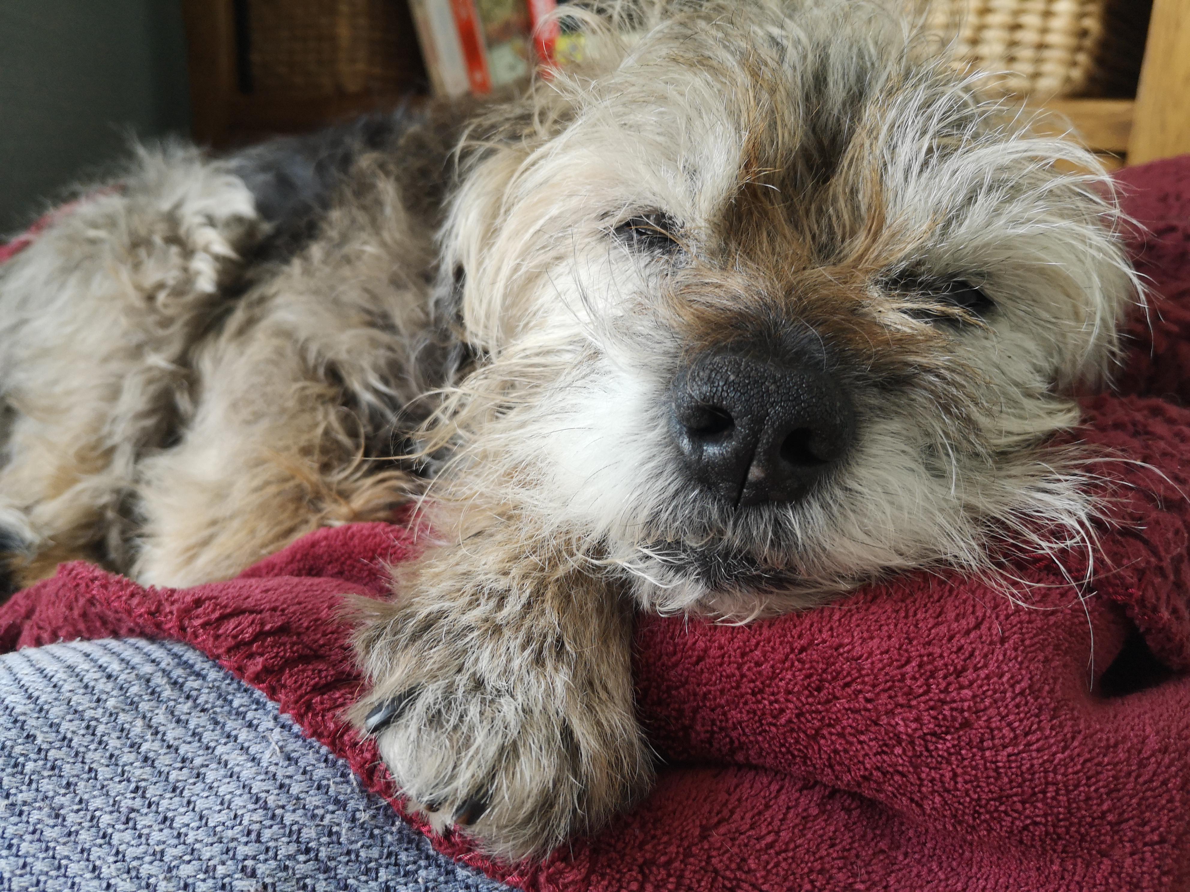 My boy Rags. He's 15 this week! | Scrolller