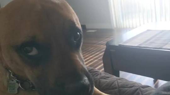 My boy trying and failing to lick his bone | Scrolller