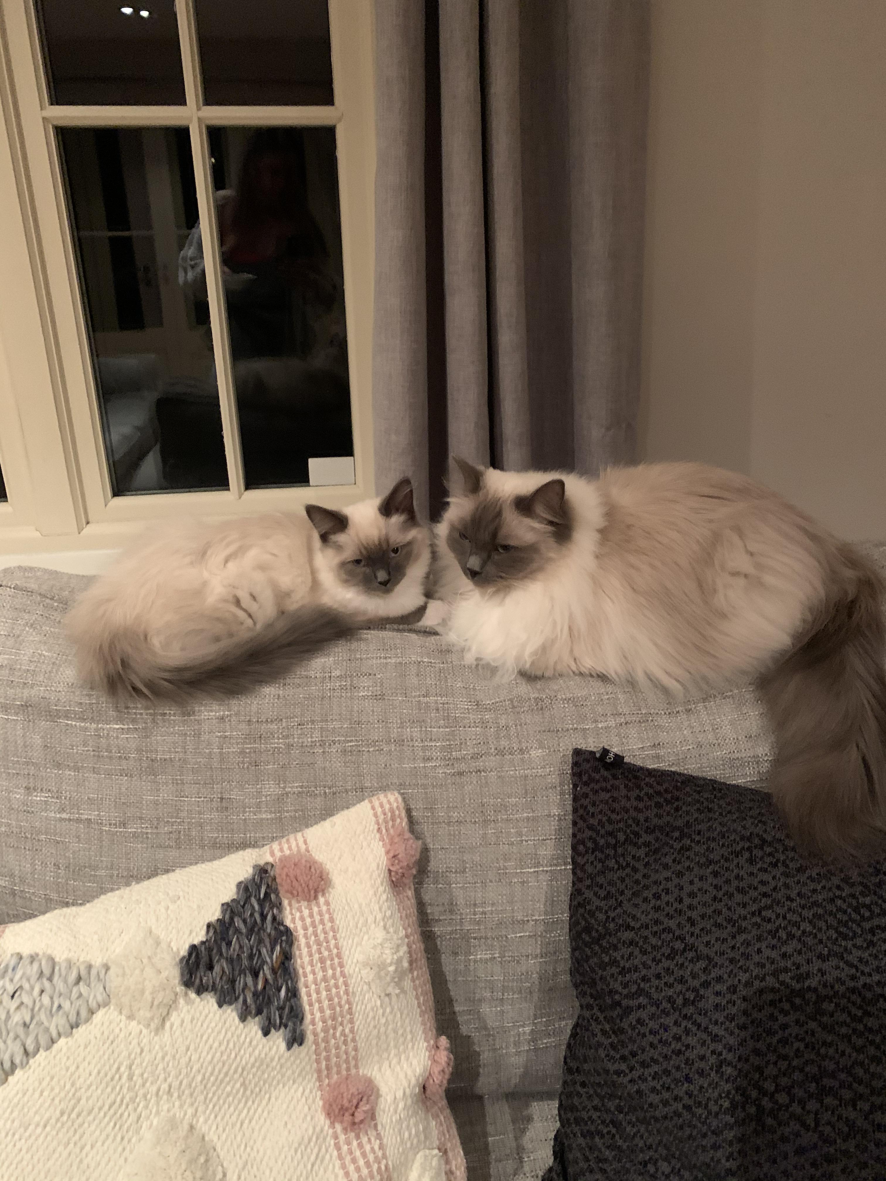 My boys are finally getting along! | Scrolller