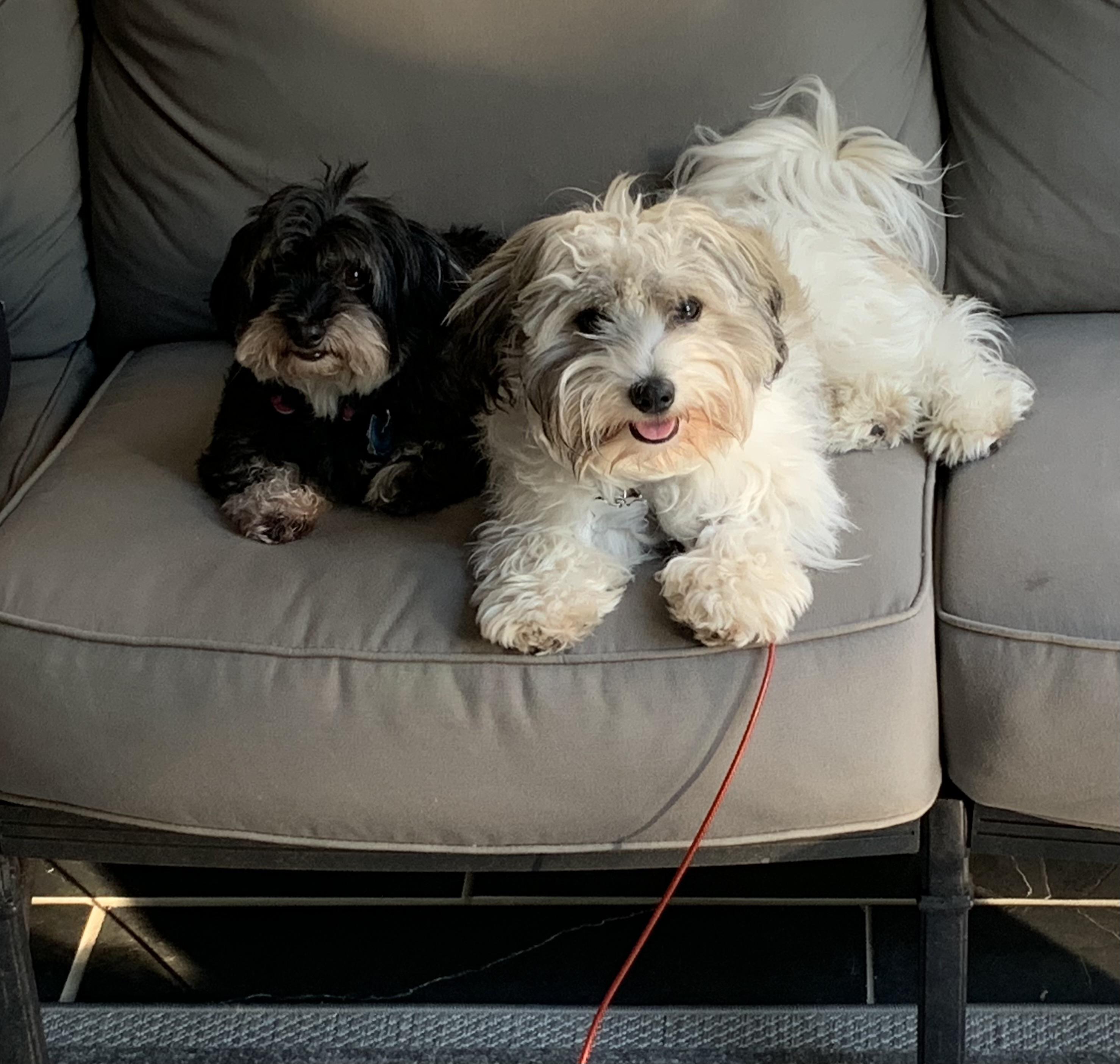 My Buds - Darby and Douglas | Scrolller