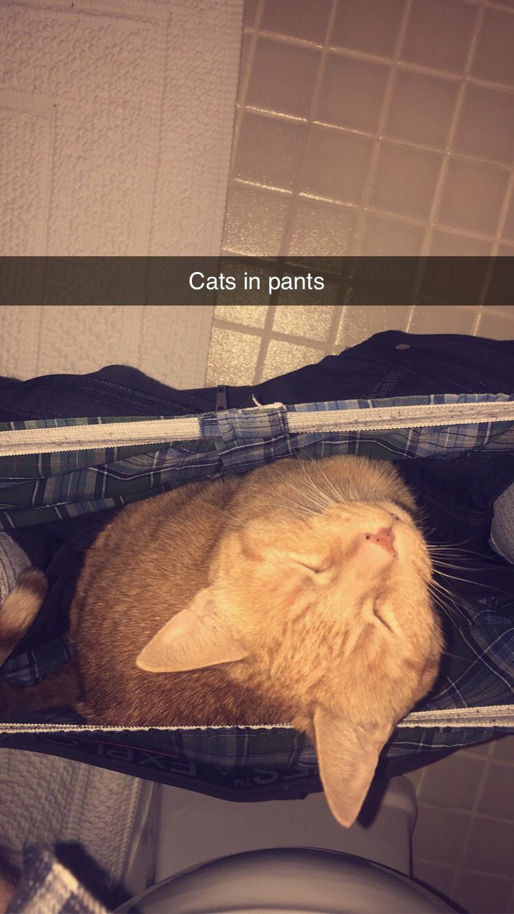 My Caca Companion | Scrolller