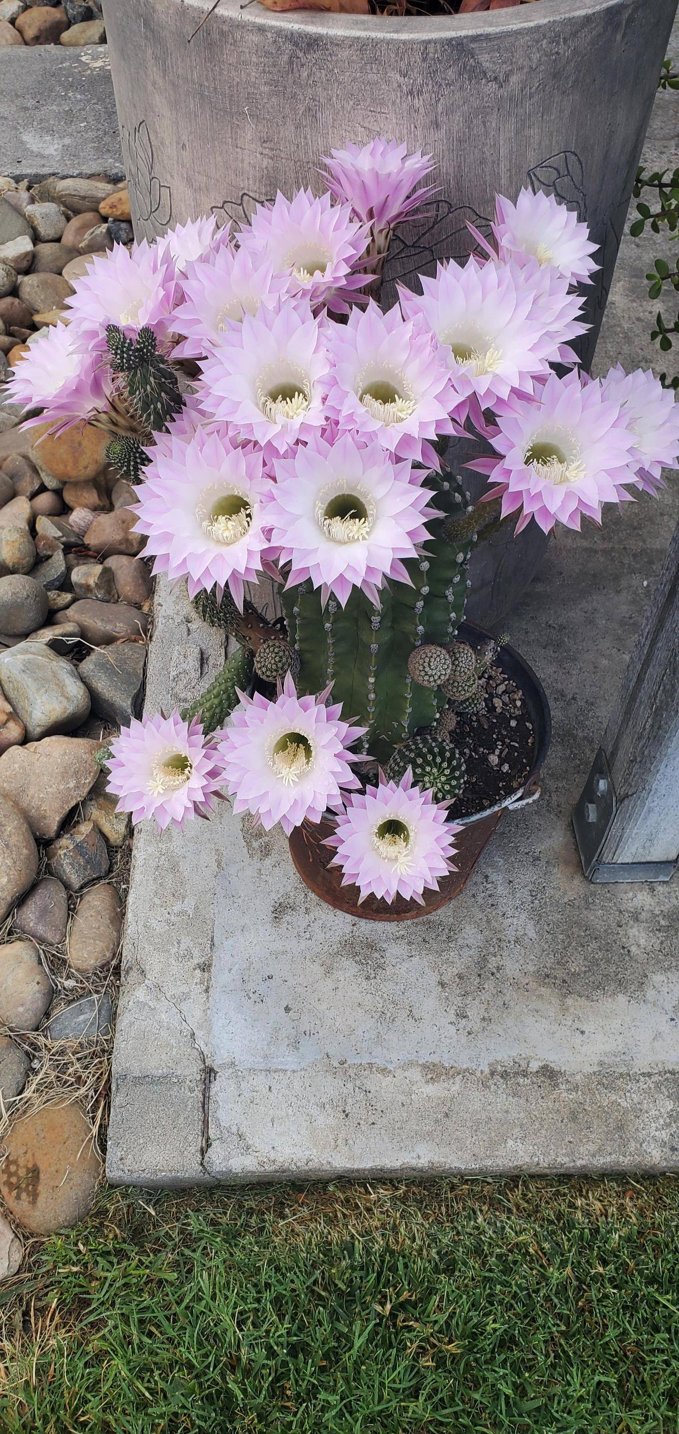 My cactus blooms are looking sacred. | Scrolller