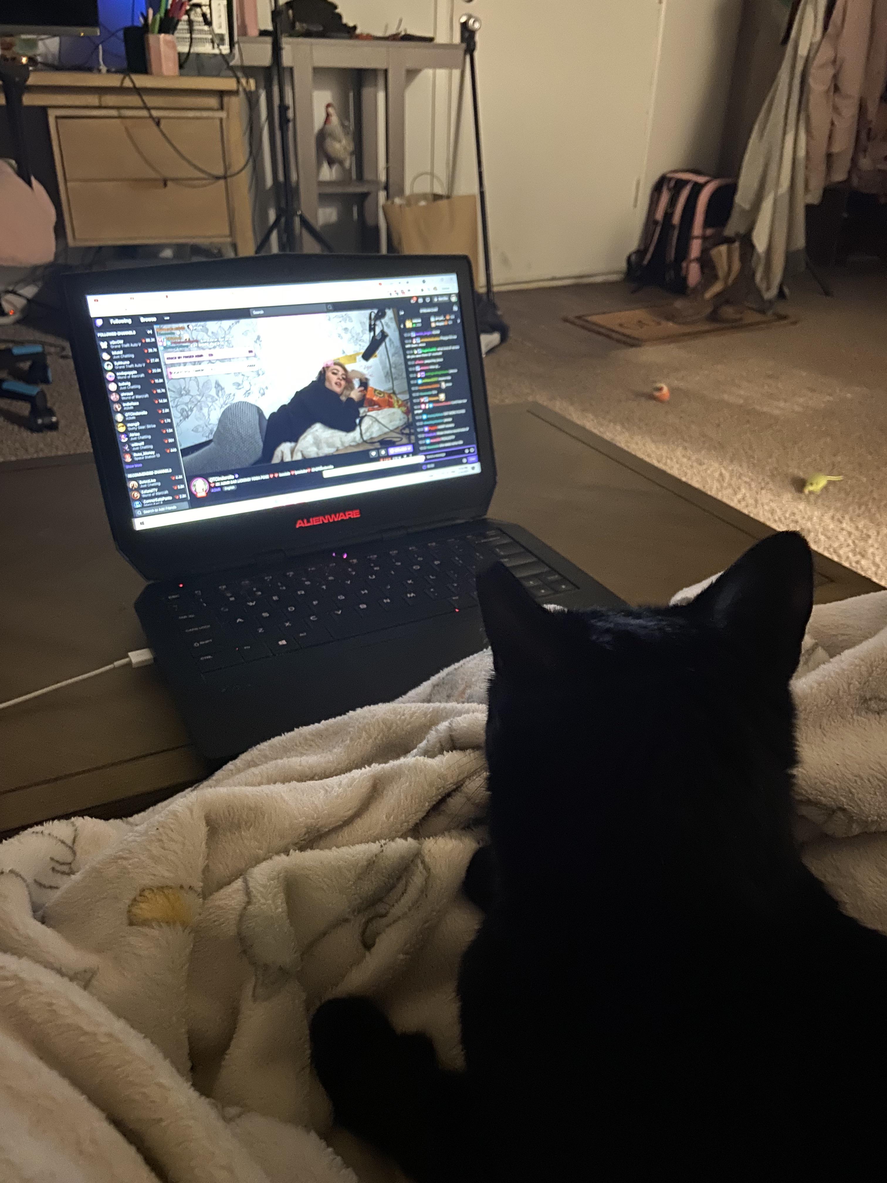 My cat enjoying the asmr stream | Scrolller