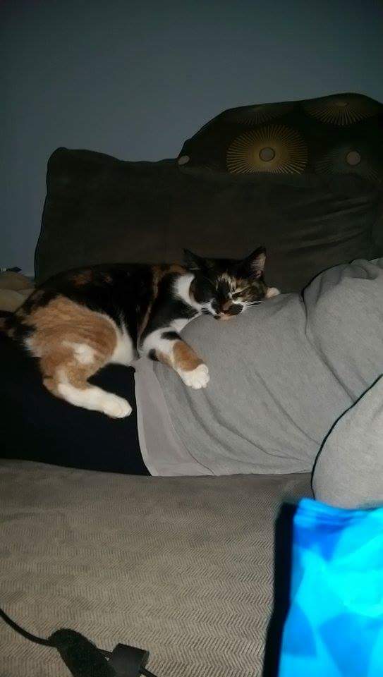 My cat enjoying the baby bump. 21 weeks | Scrolller