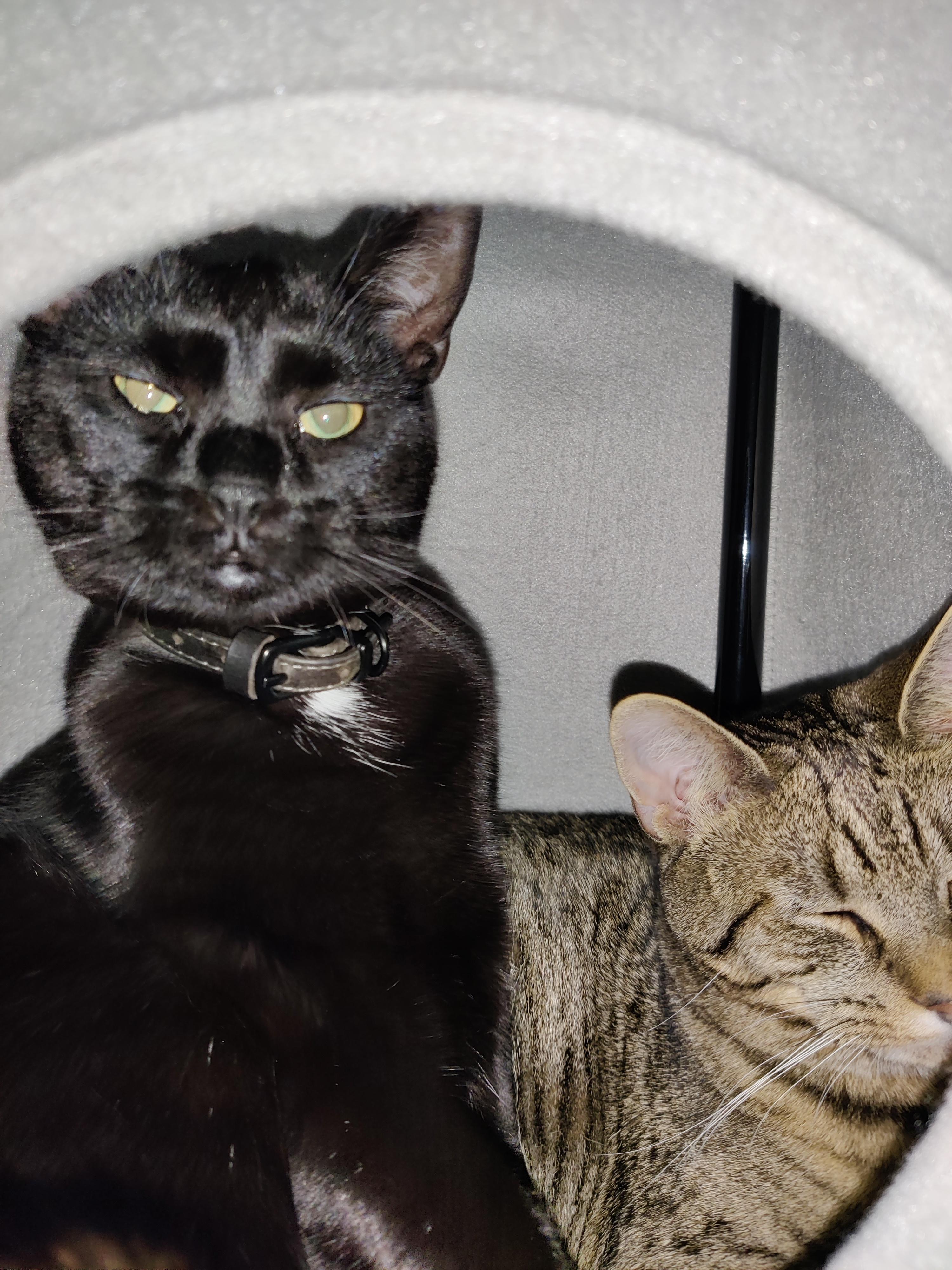 My cat's | Scrolller