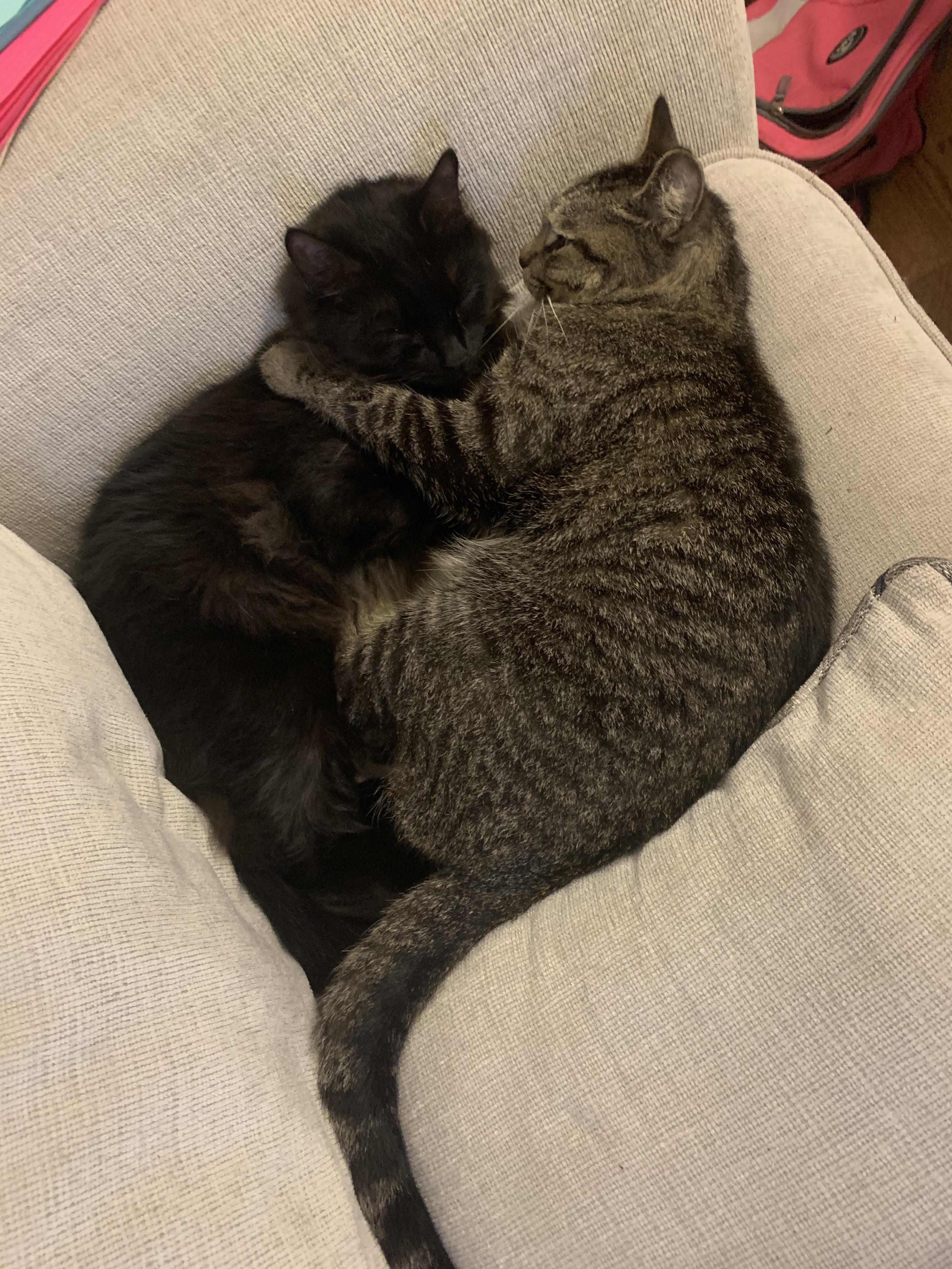 My cats are hugging | Scrolller