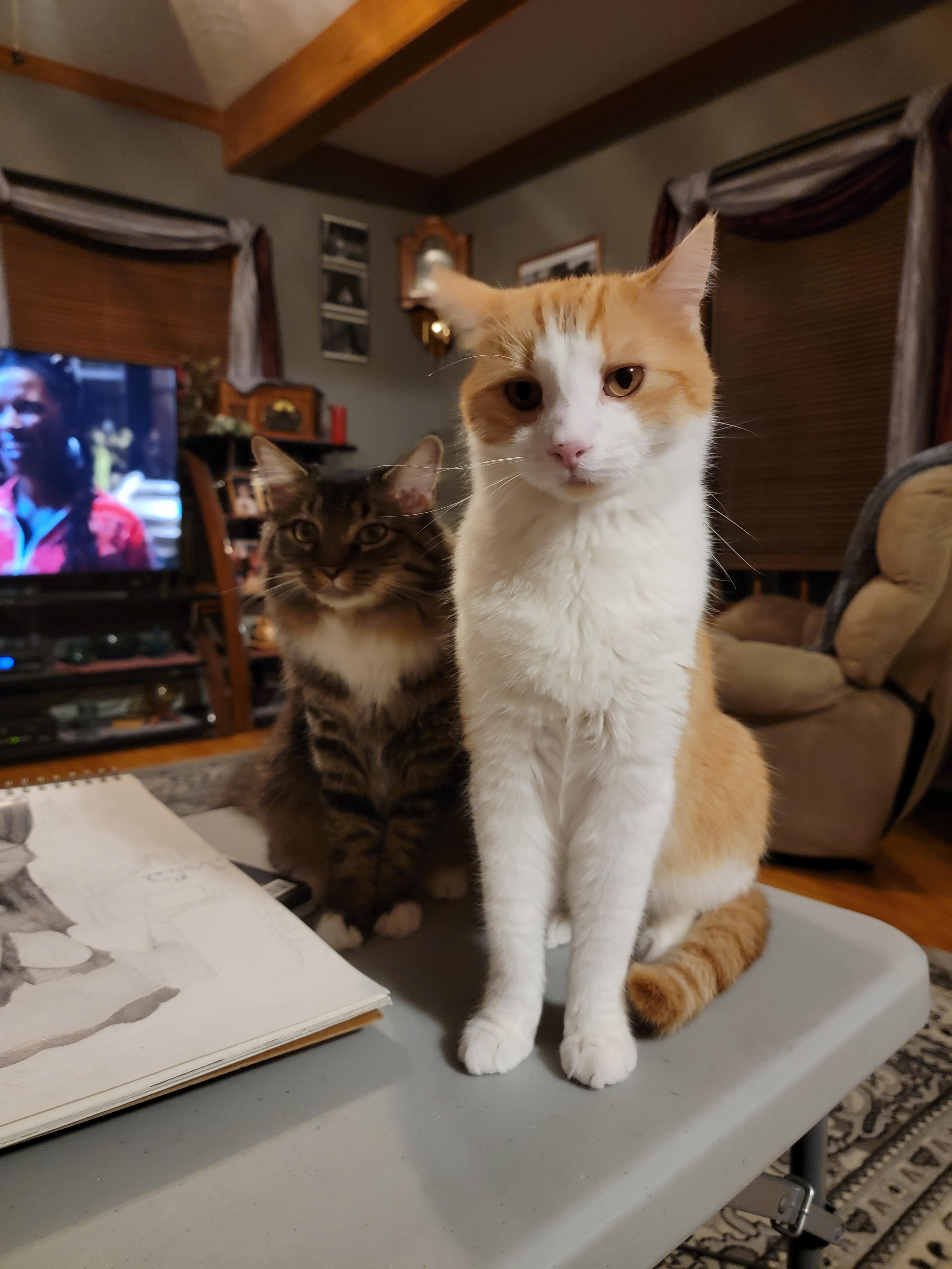 My cats, Don and Rose | Scrolller