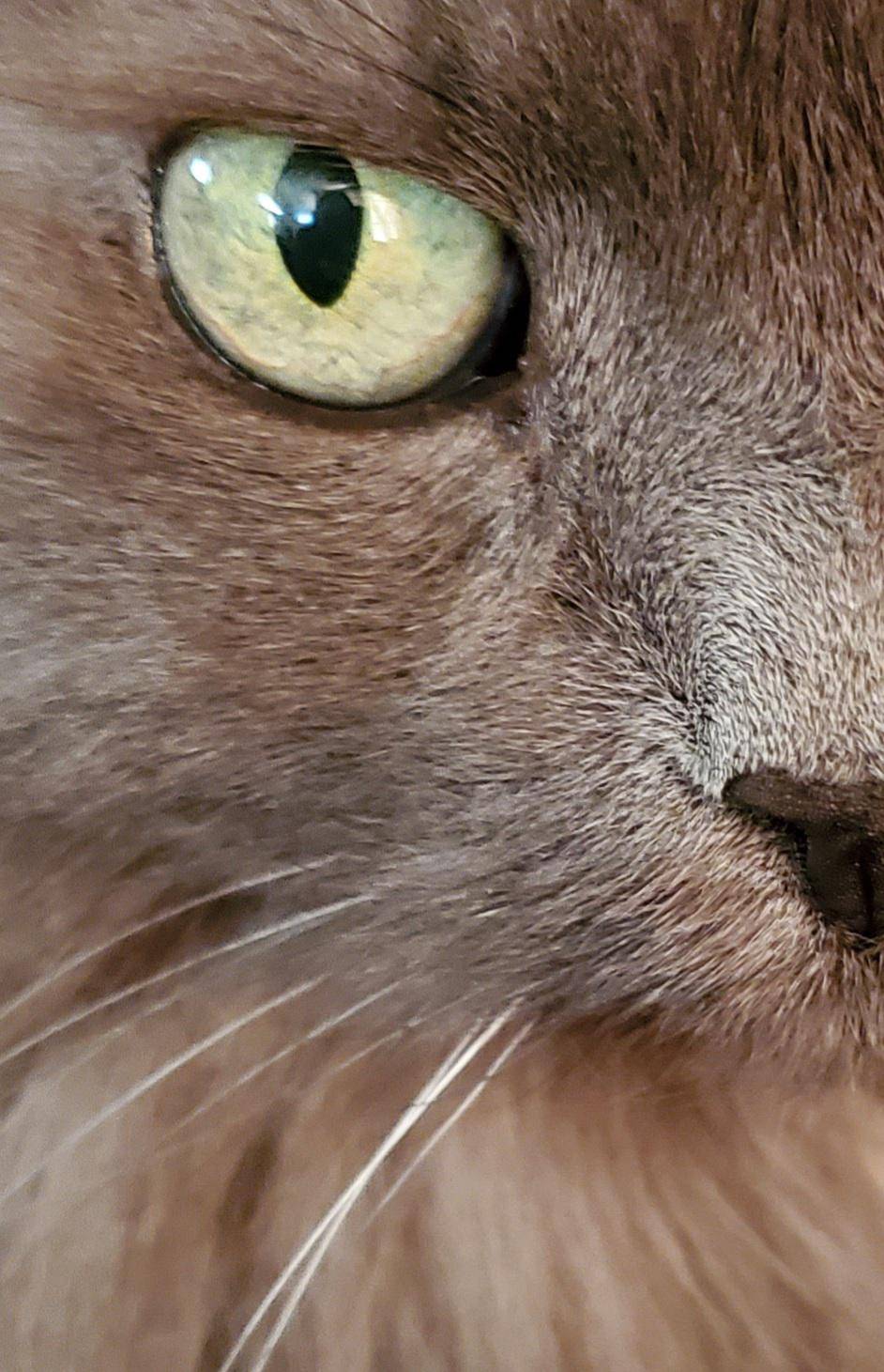 My Cats Eye Is Like A Galaxy Scrolller