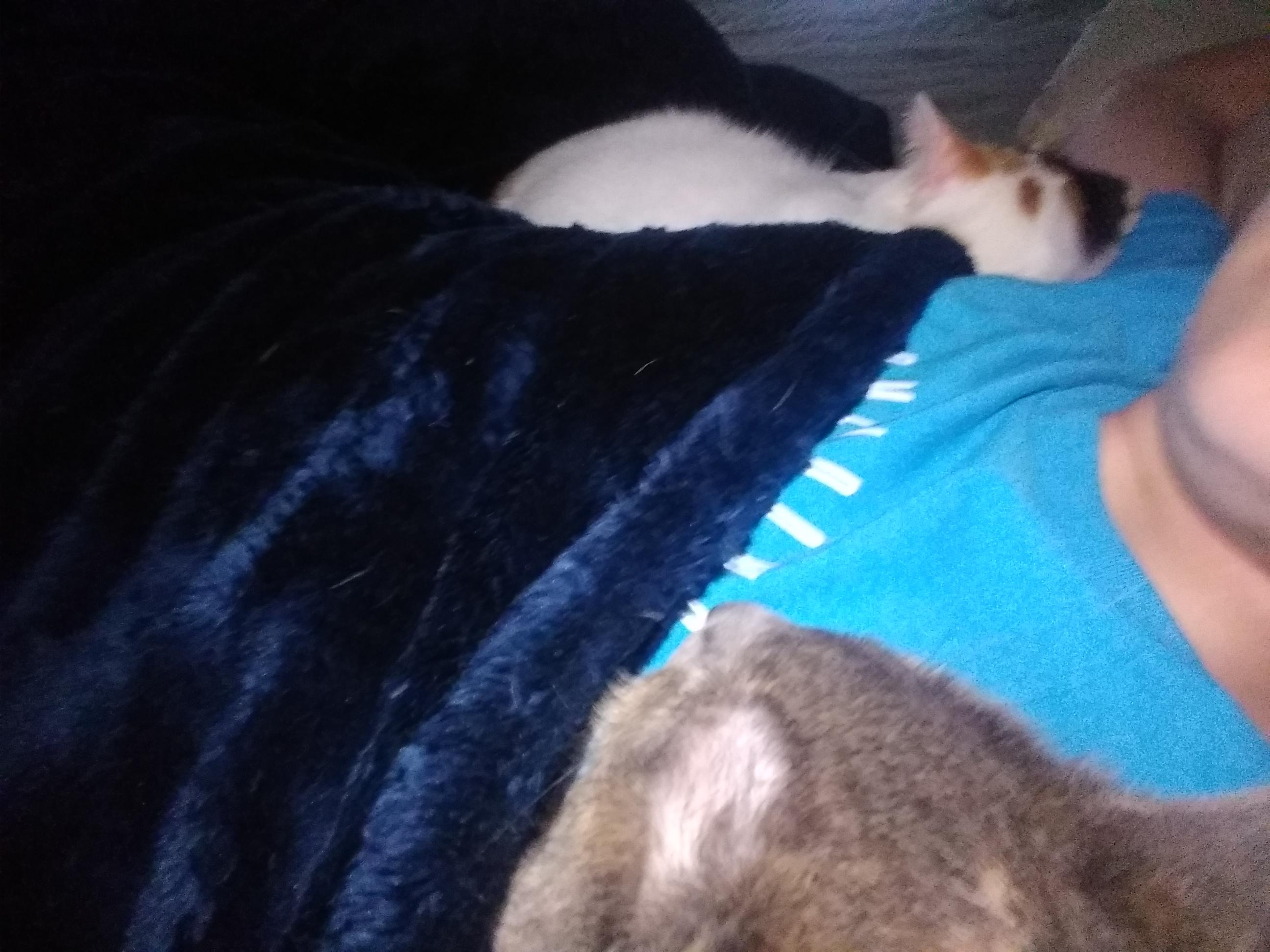 My cats that like to cuddle | Scrolller