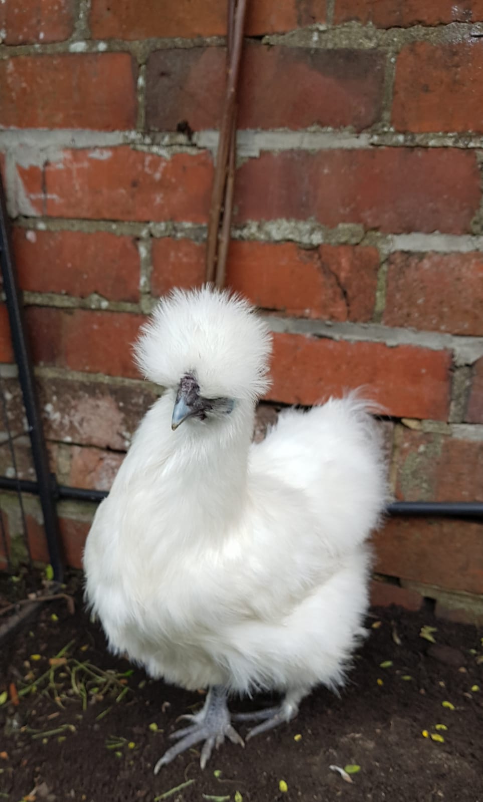 My chicken wants to speak to your manager. | Scrolller