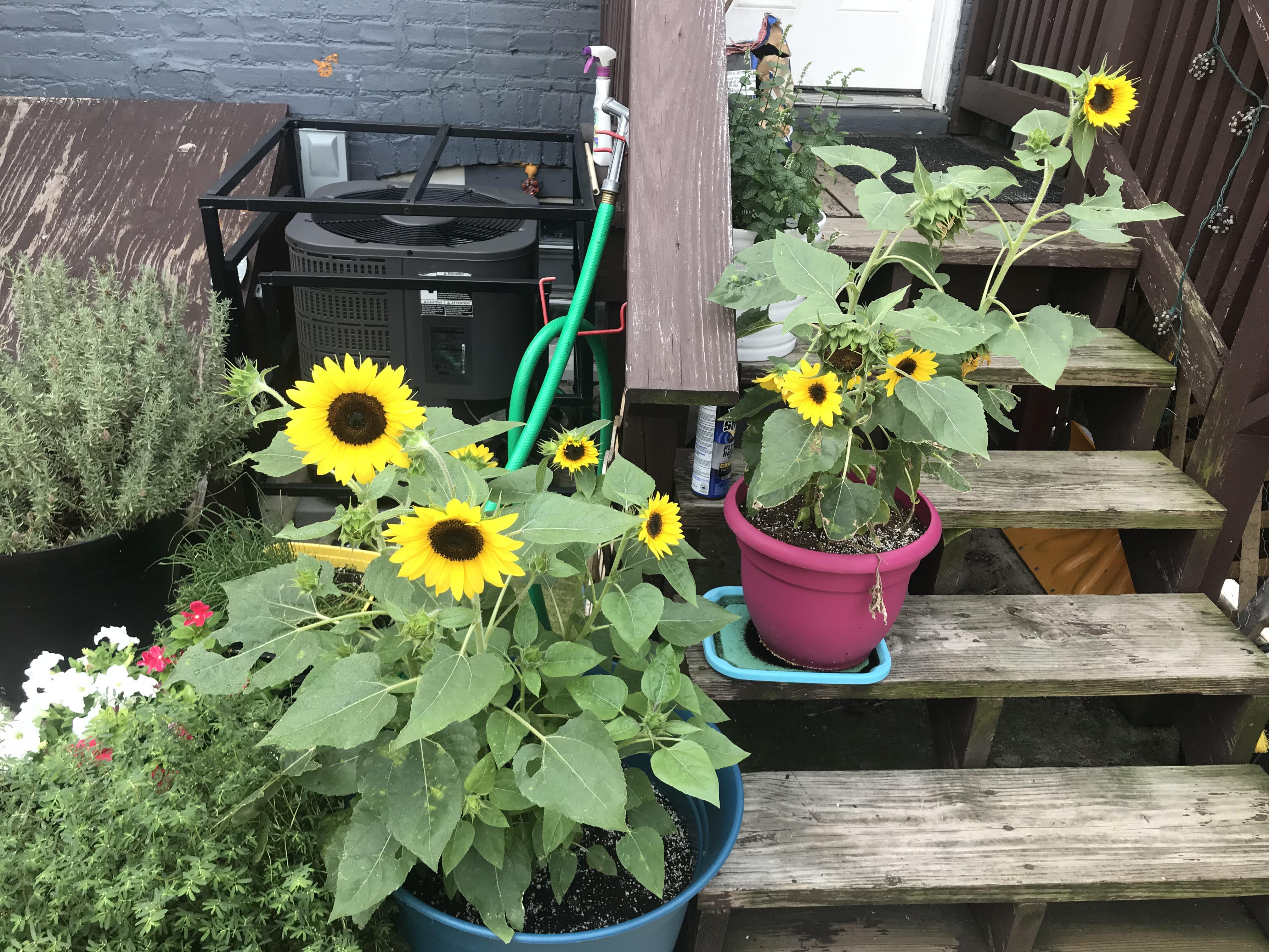 My container sunflowers are in full bloom!! 🌻 | Scrolller