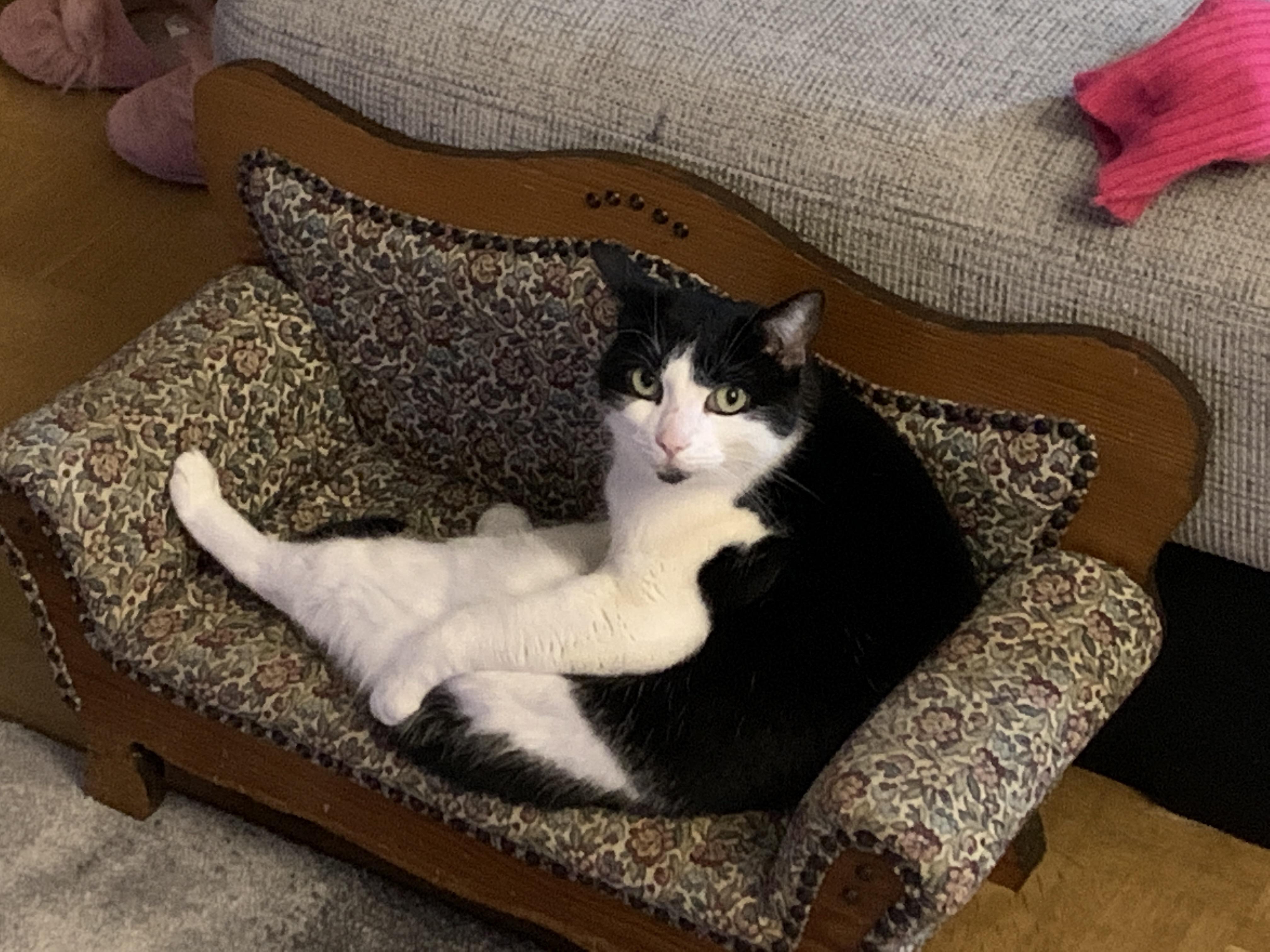 My derp on the mini couch | Scrolller