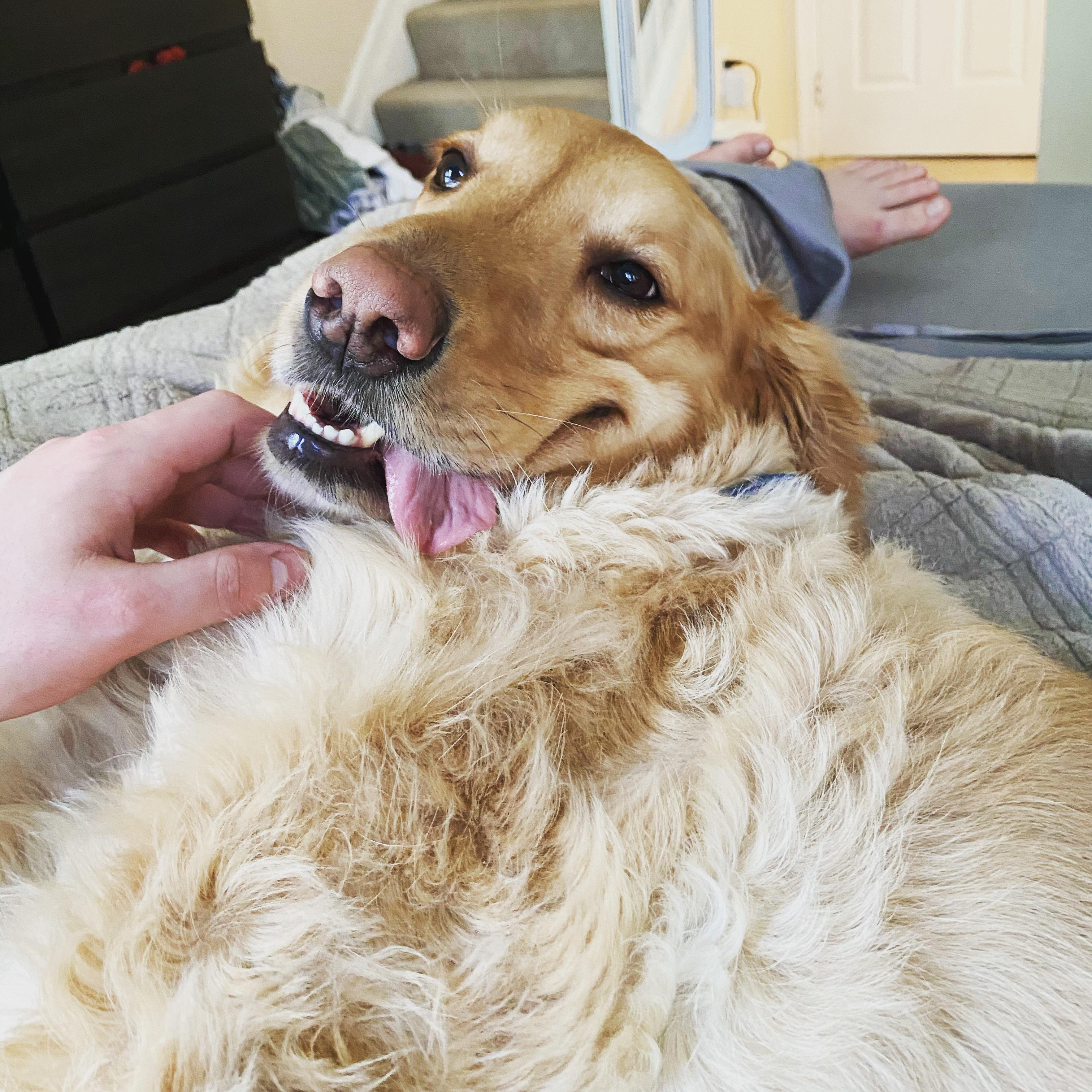 My derpy golden retriever 💛 | Scrolller