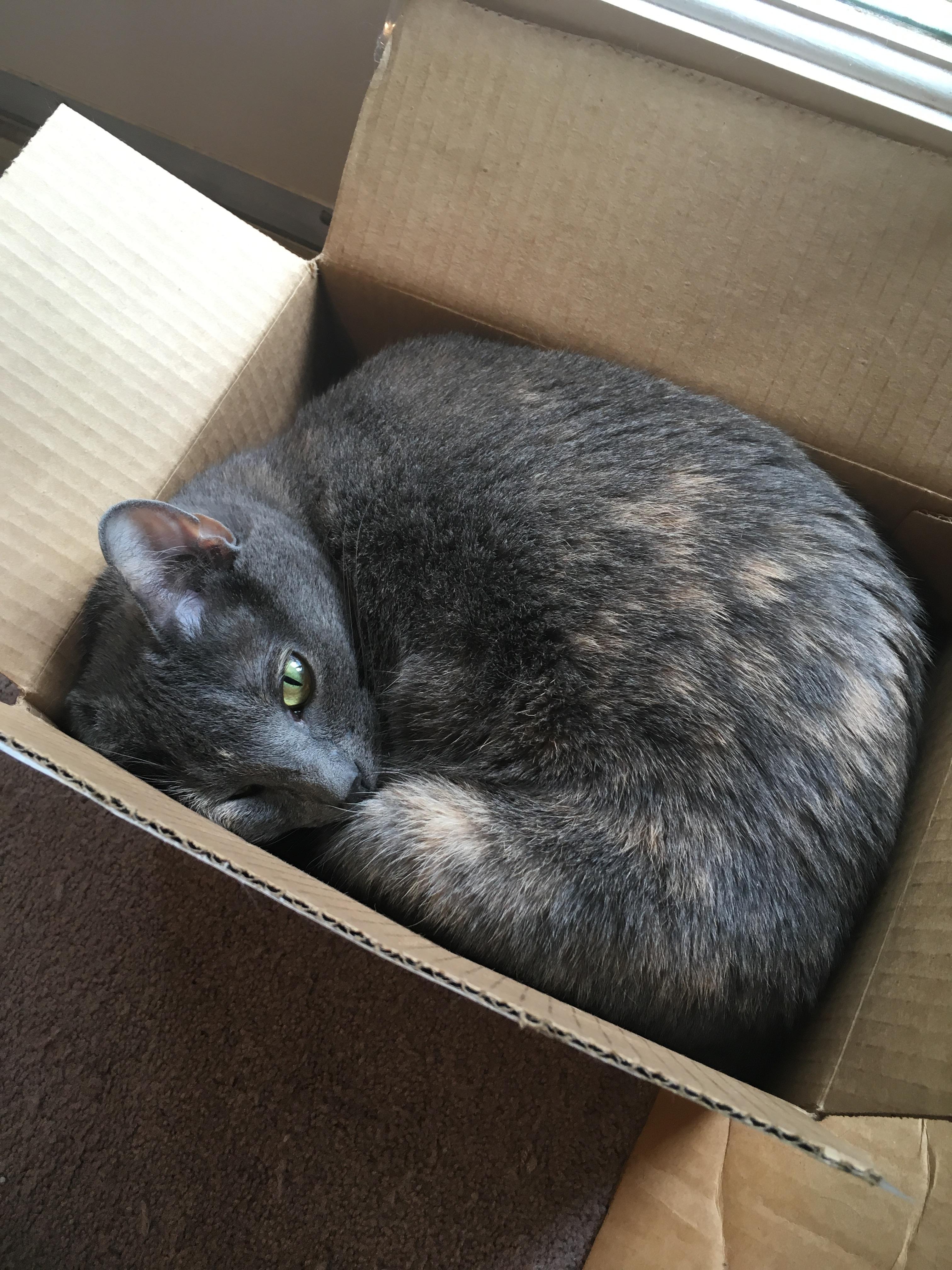 My dilute girl all boxed up | Scrolller
