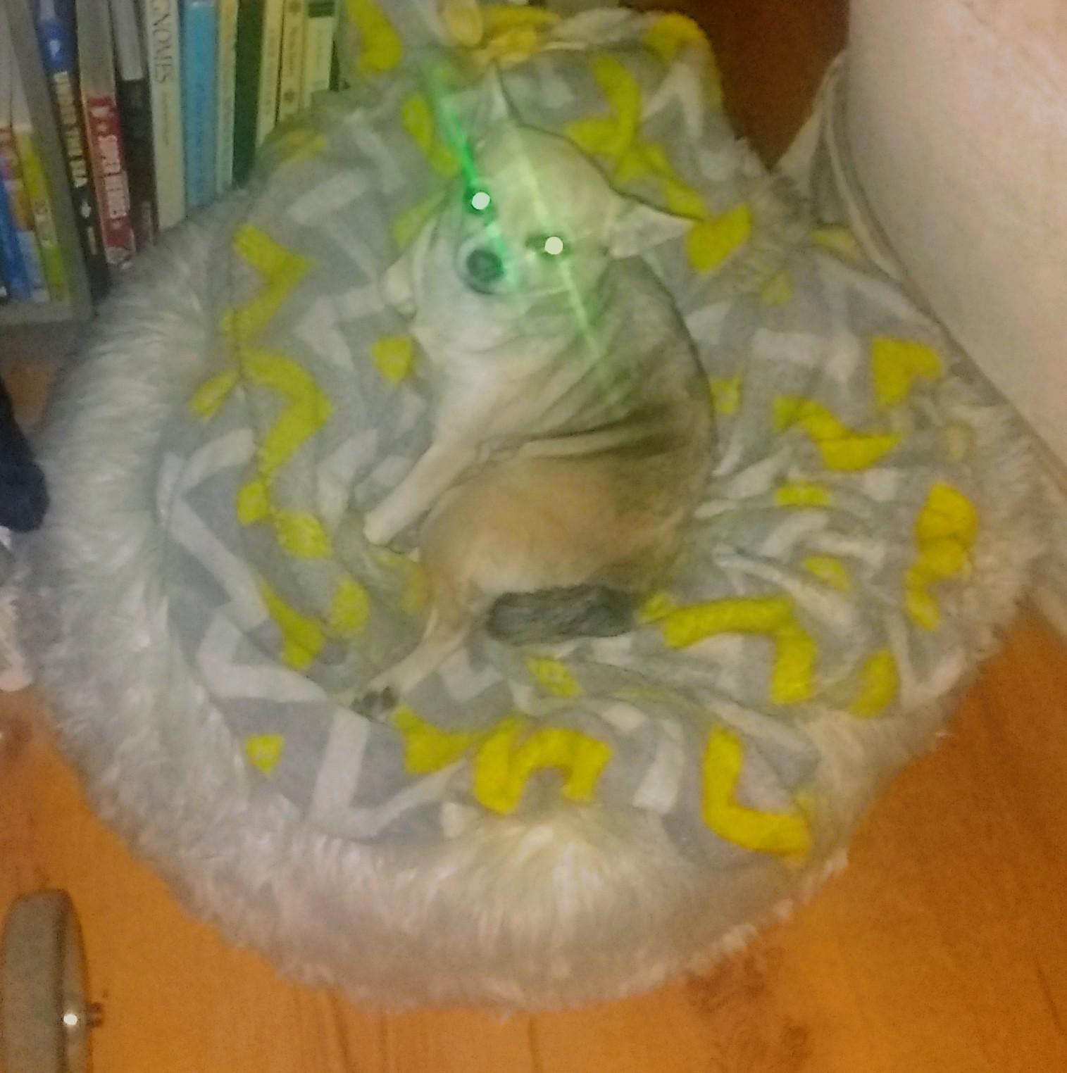 My dog is a cursed image GOLDMINE. | Scrolller