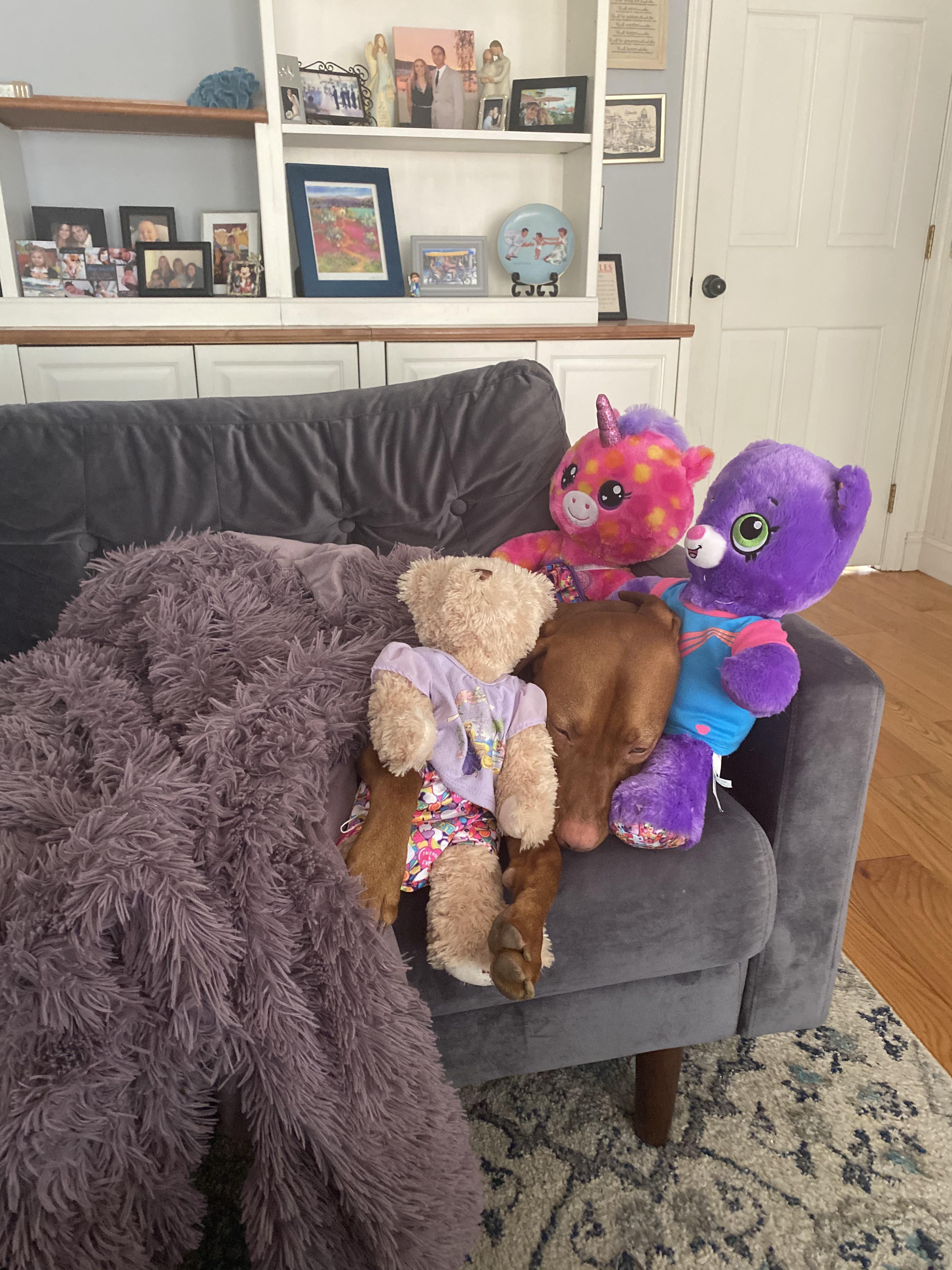 My dog loves to nap with his stuffed animals🥰😂 | Scrolller