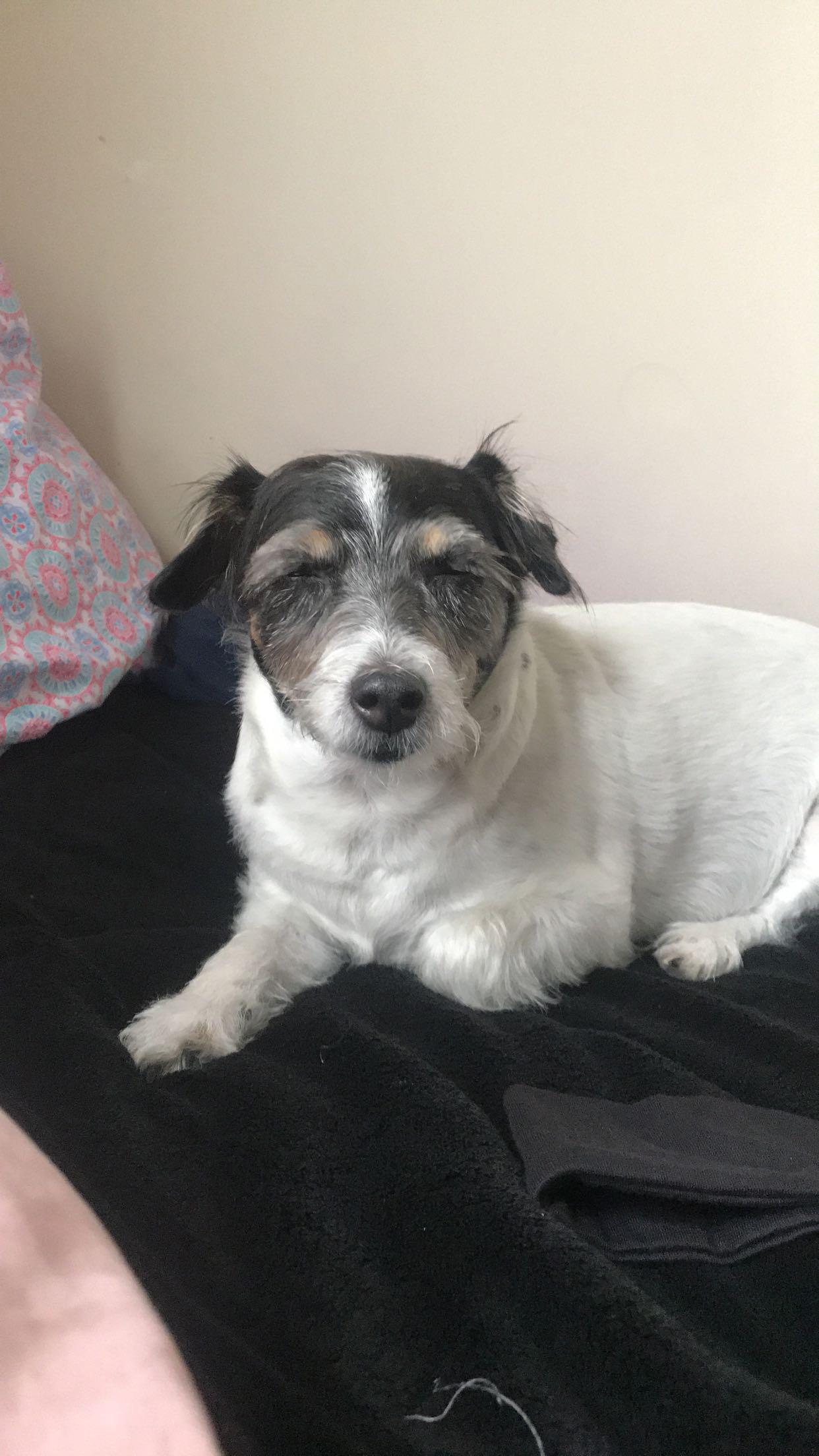 my doggy | Scrolller